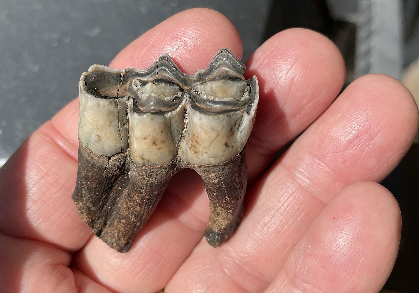 Florida Camel/Llama tooth Identification - General Fossil Discussion ...