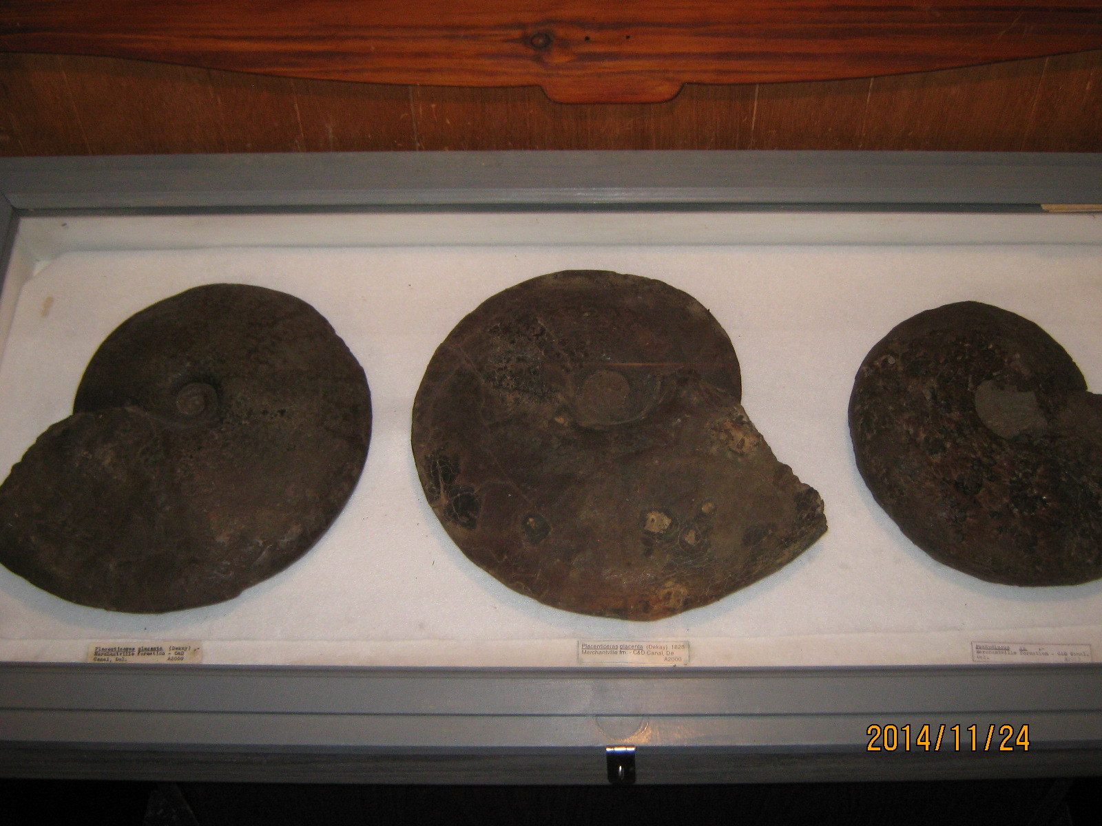 Western Adventure Part IV: Colorado - Fossil Hunting Trips - The Fossil ...
