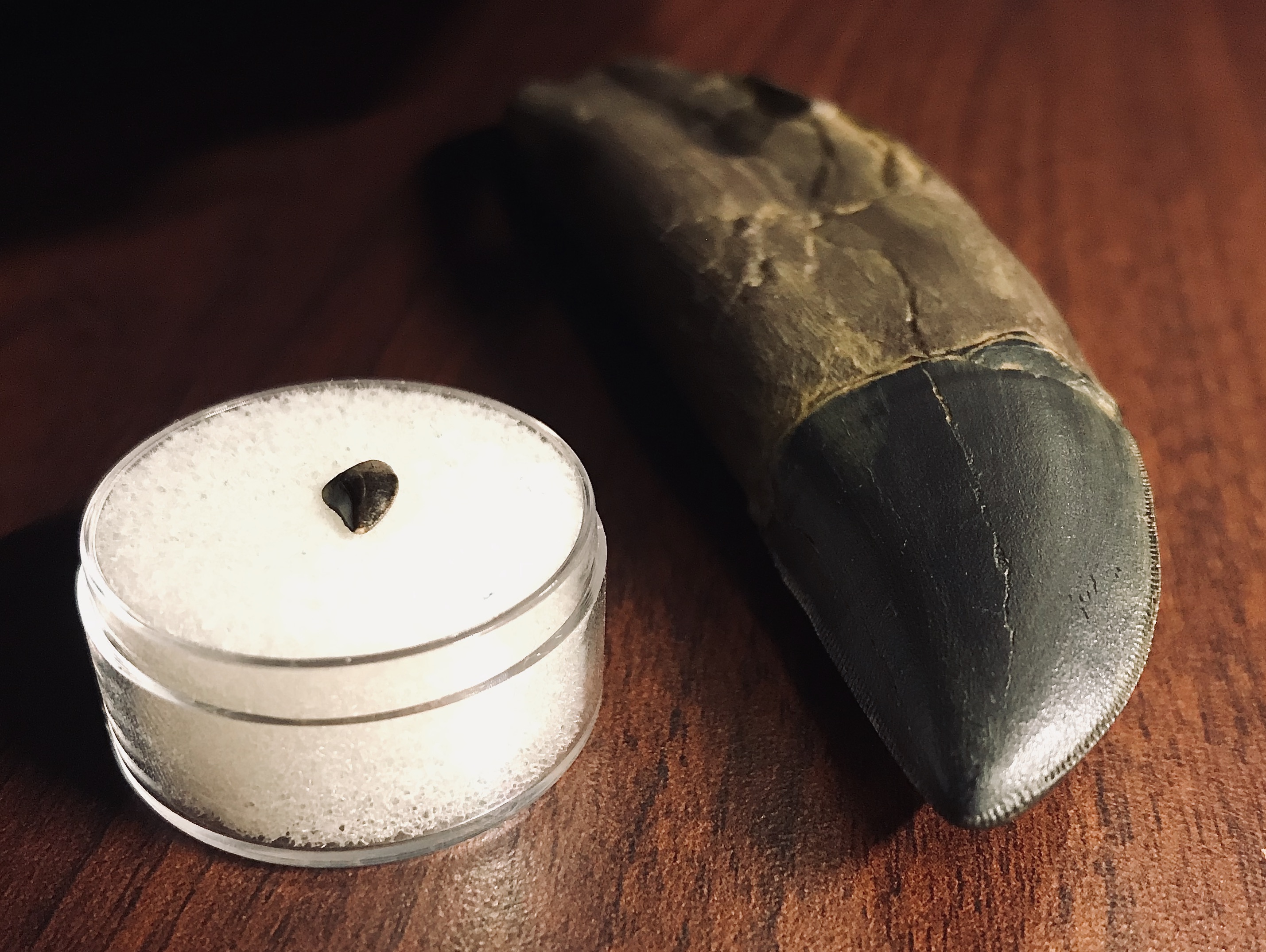 A Physicist's Collection - Member Collections - The Fossil Forum