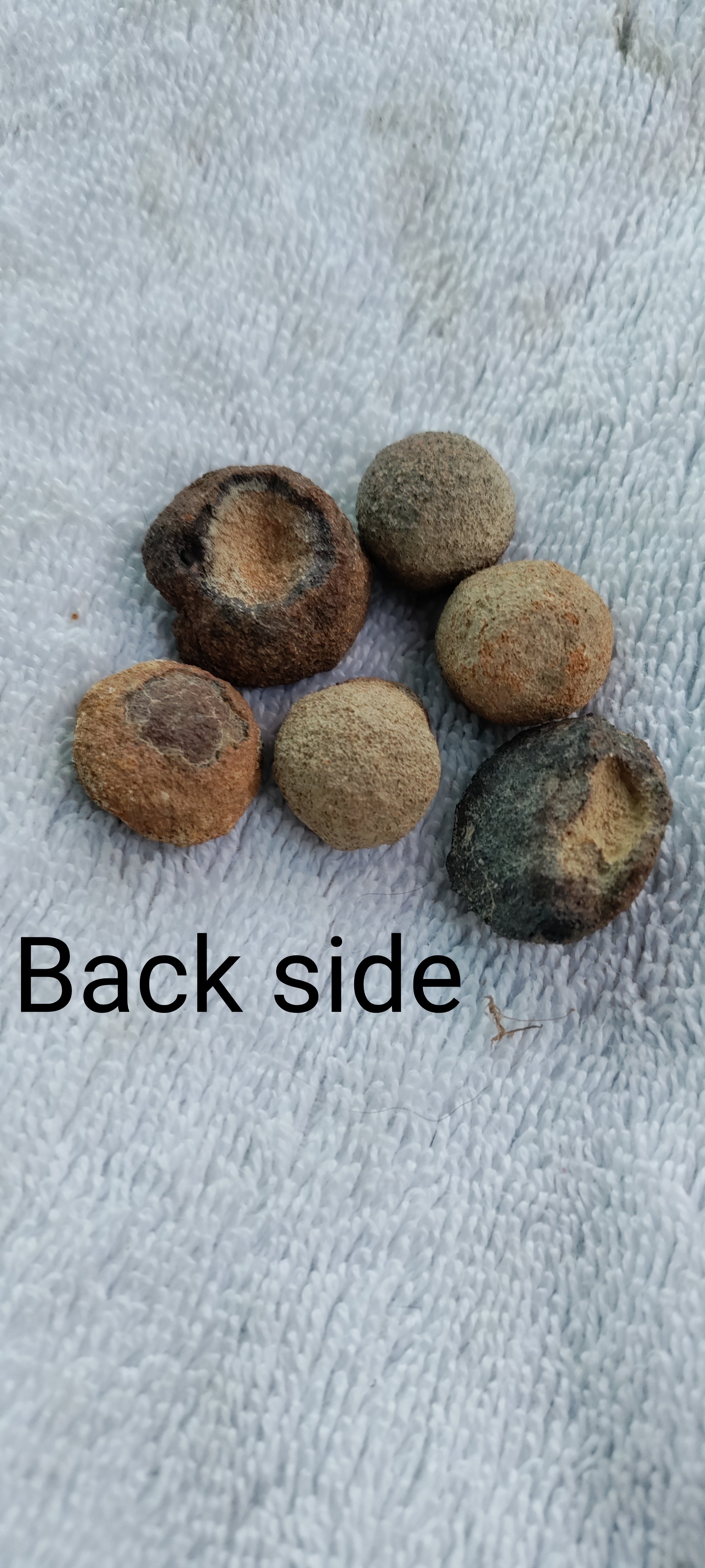 What is this? Fossilized Acorn? - Fossil ID - The Fossil Forum