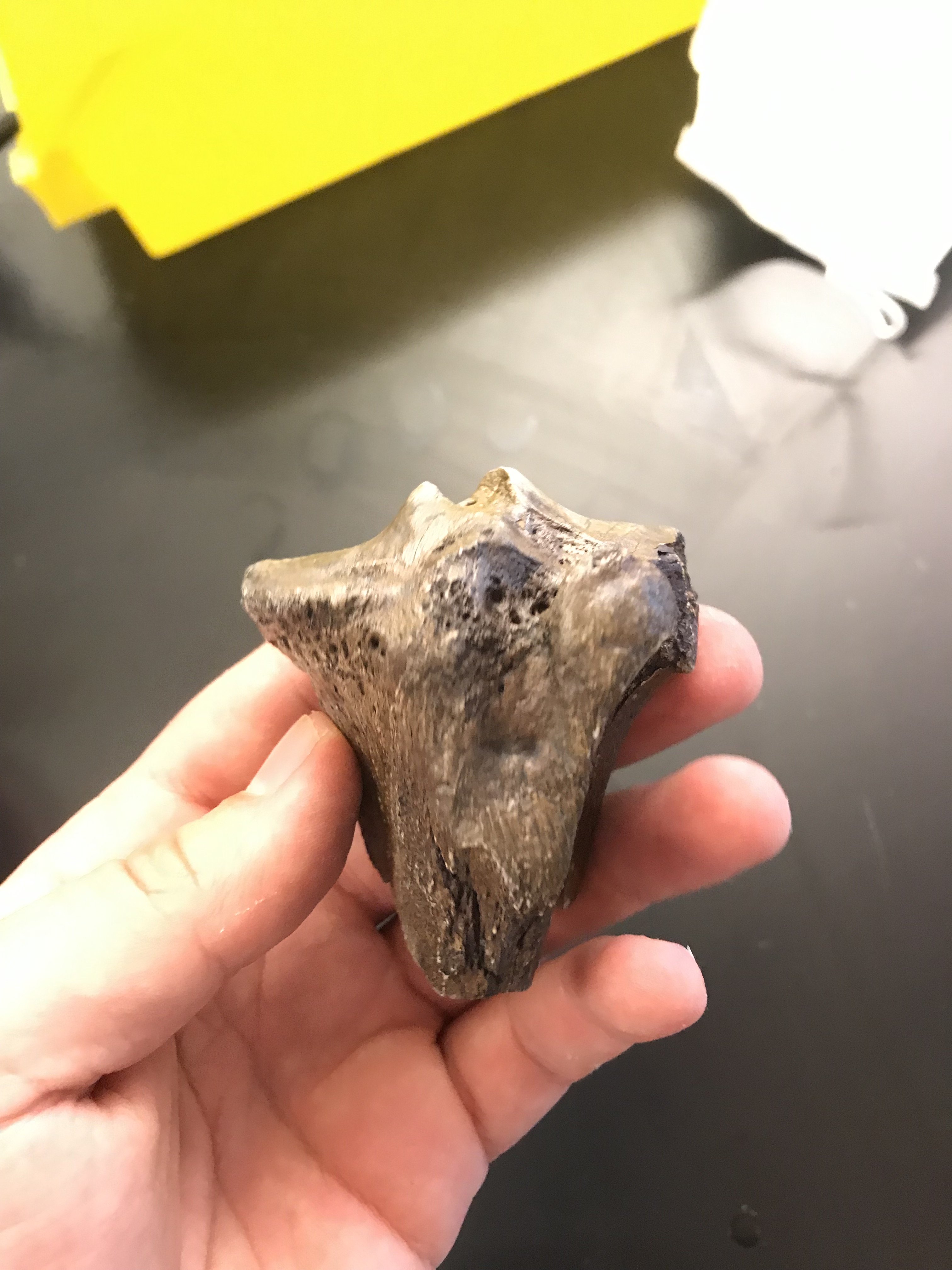Mammal Proximal tibia and distal femur (unrelated individuals) - Fossil ...