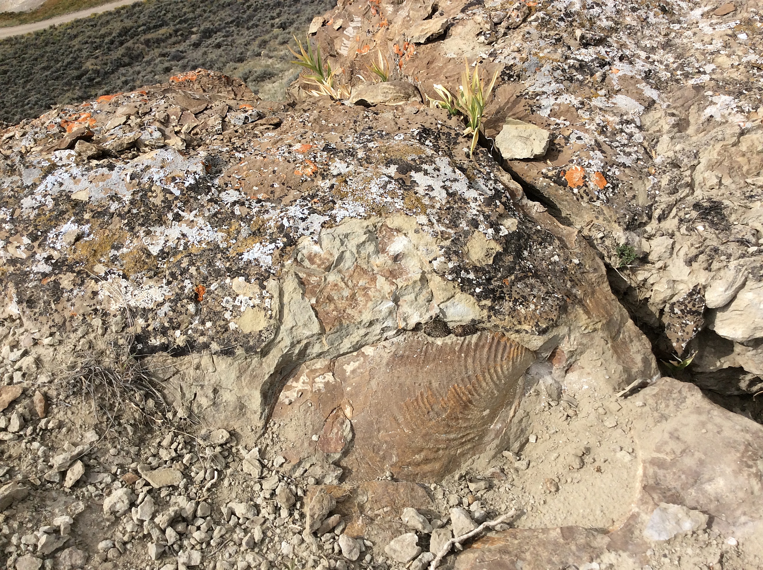 Western Adventure Part IV: Colorado - Fossil Hunting Trips - The Fossil ...