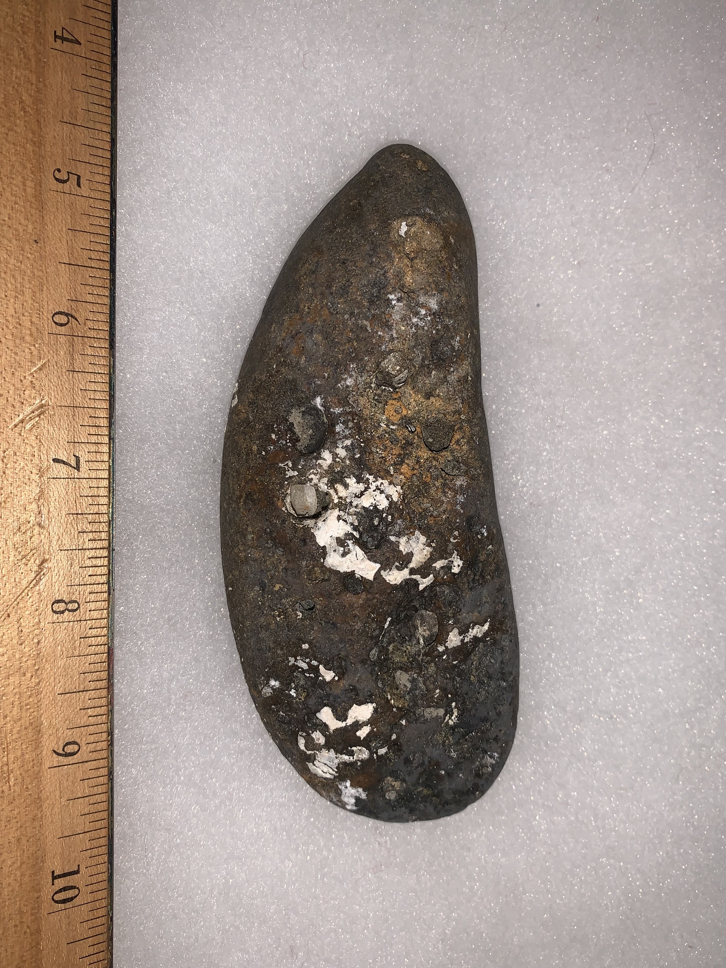 Whale Otolith, bone, or rock? - Fossil ID - The Fossil Forum