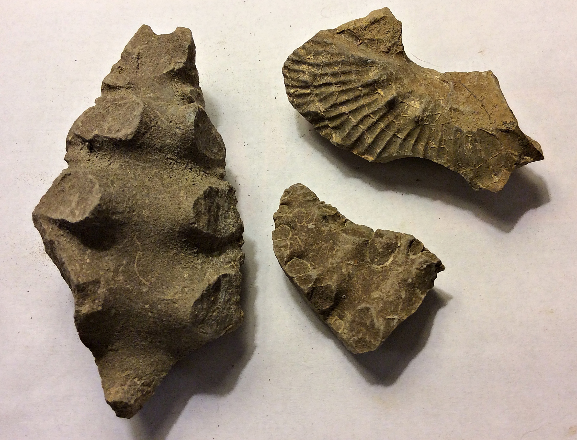 Western Adventure Part IV: Colorado - Fossil Hunting Trips - The Fossil ...