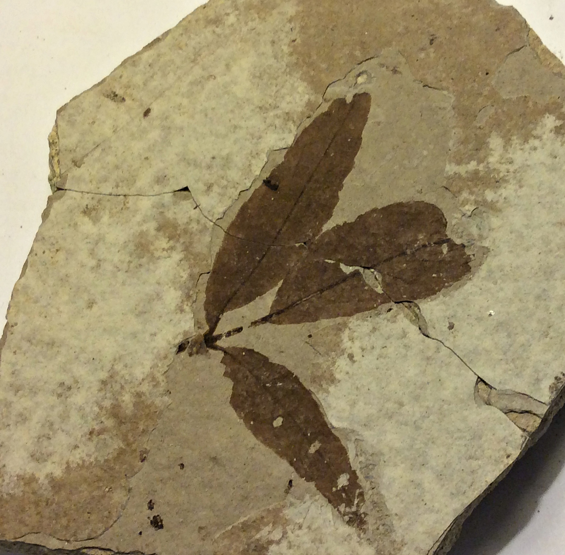 Western Adventure Part IV: Colorado - Fossil Hunting Trips - The Fossil ...
