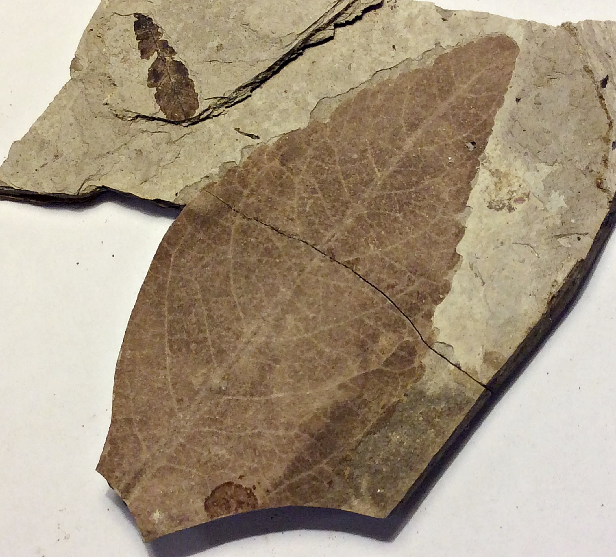 Western Adventure Part IV: Colorado - Fossil Hunting Trips - The Fossil ...