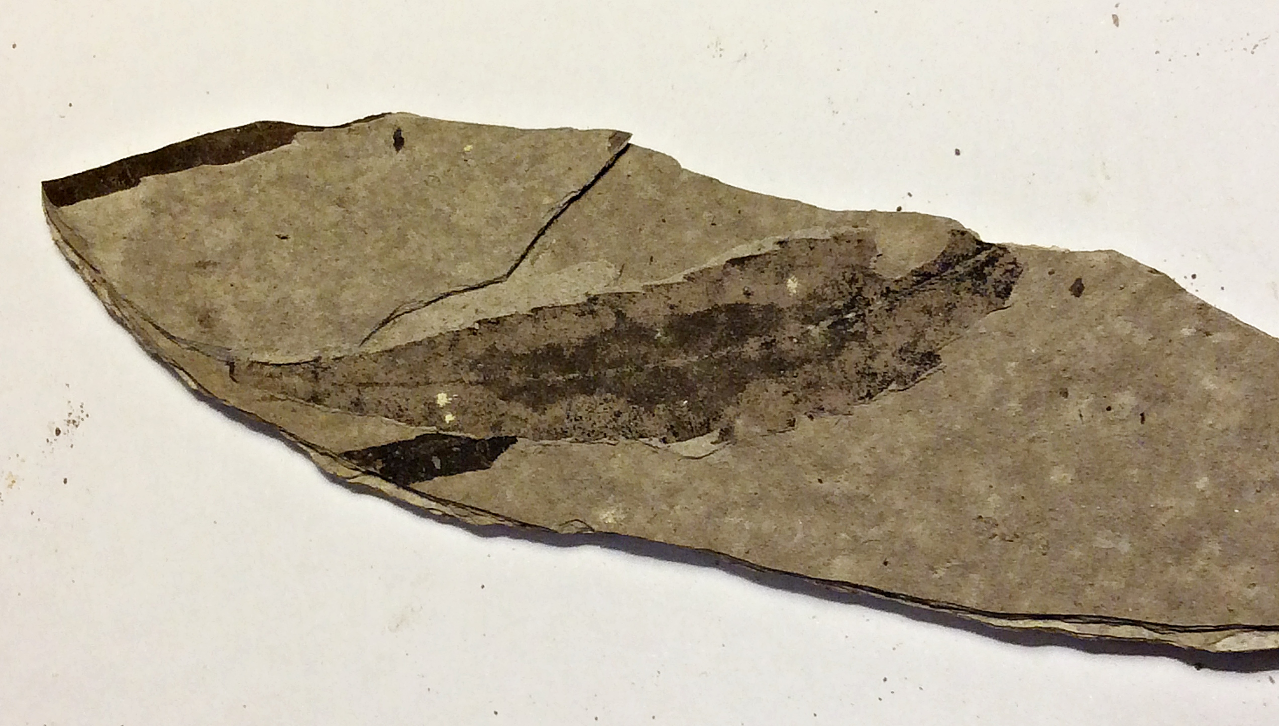 Western Adventure Part IV: Colorado - Fossil Hunting Trips - The Fossil ...