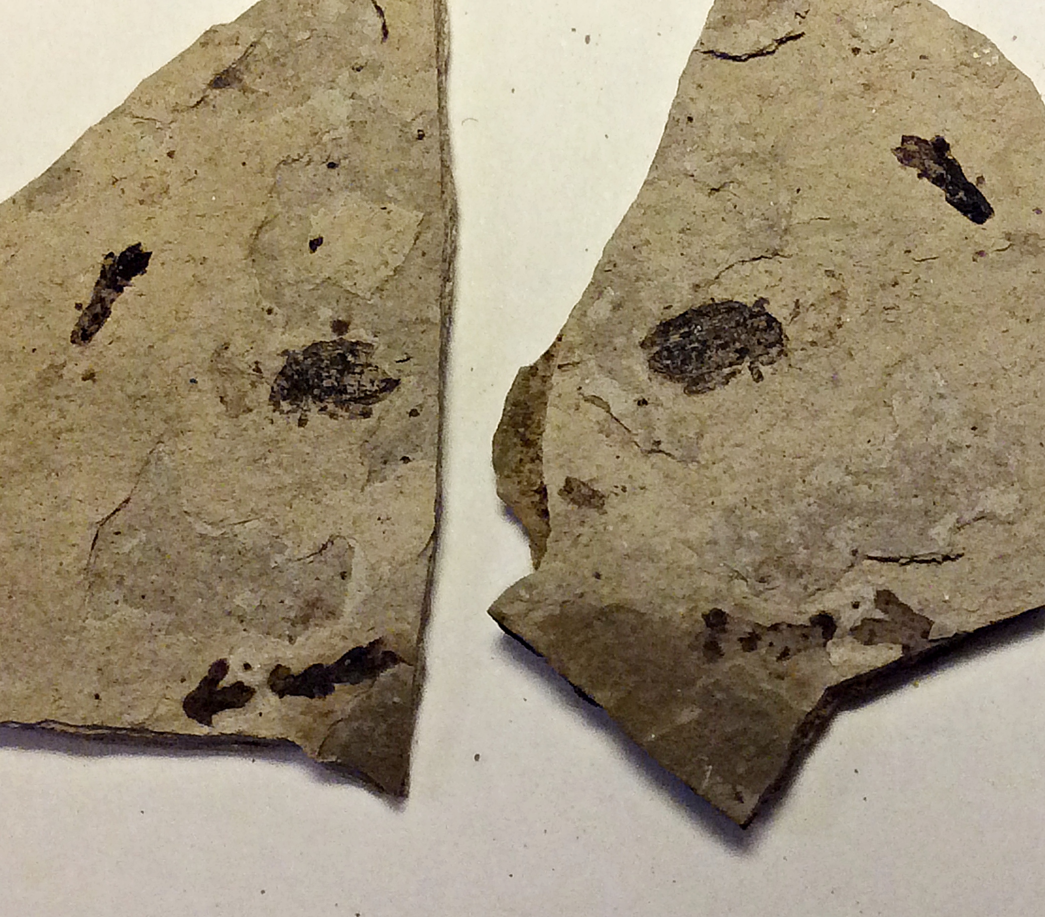 Western Adventure Part IV: Colorado - Fossil Hunting Trips - The Fossil ...