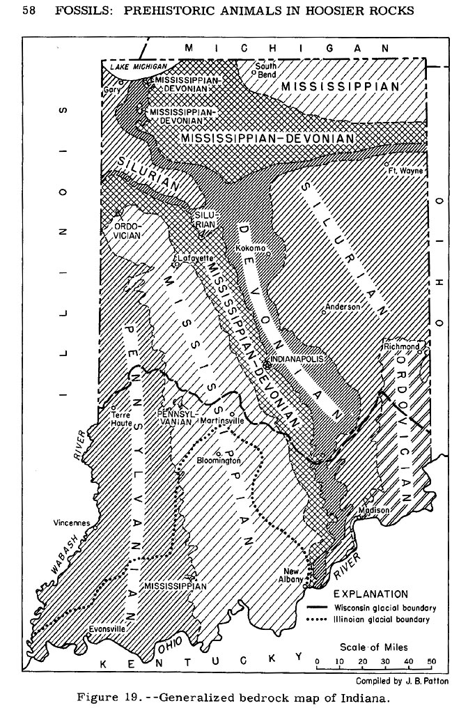 Geodized fossils? - Fossil ID - The Fossil Forum