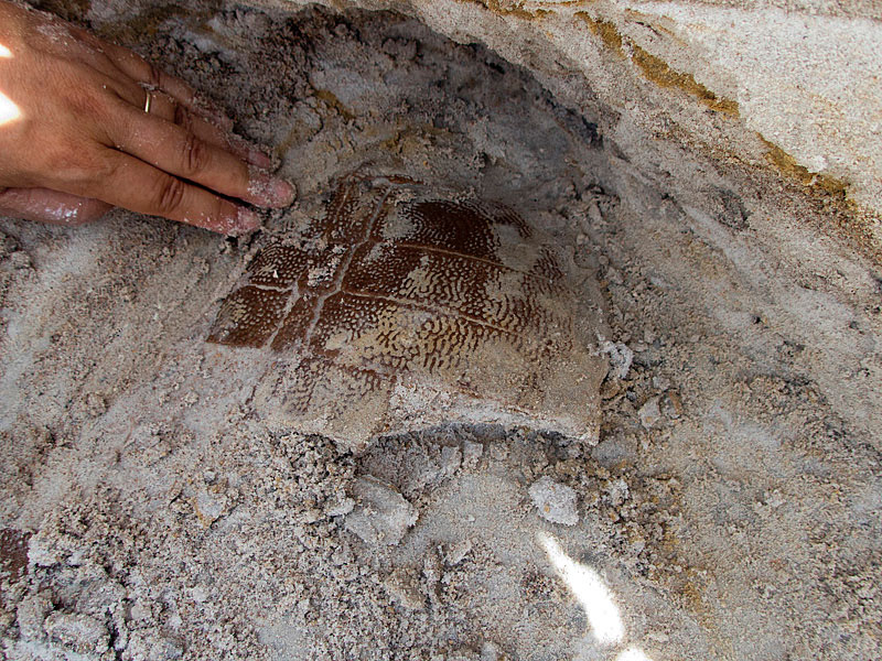 Story of a softshell turtle (Apalone sp.) from start to finish - Fossil ...