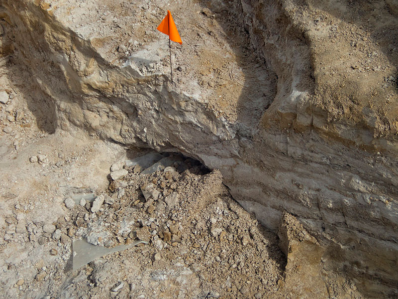 Story of a softshell turtle (Apalone sp.) from start to finish - Fossil ...