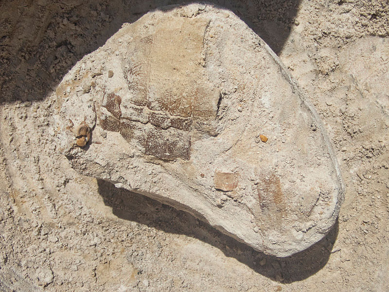 Story of a softshell turtle (Apalone sp.) from start to finish - Fossil ...
