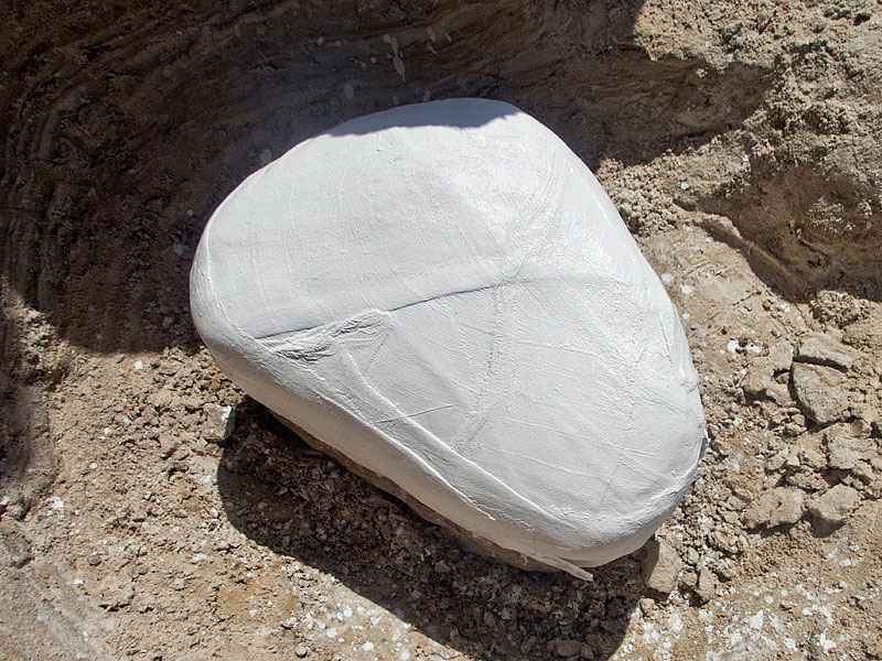 Story of a softshell turtle (Apalone sp.) from start to finish - Fossil ...