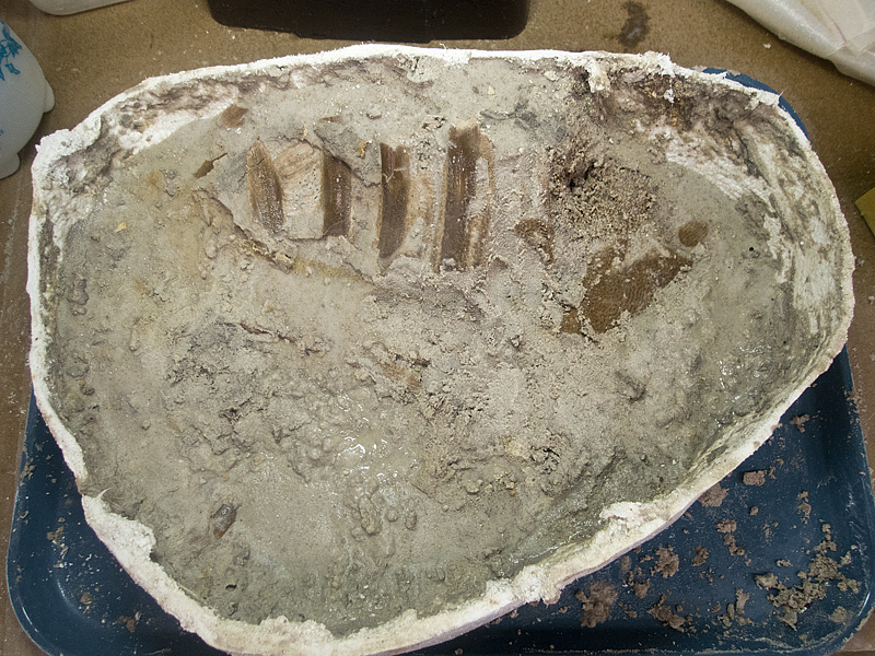 Story of a softshell turtle (Apalone sp.) from start to finish - Fossil ...