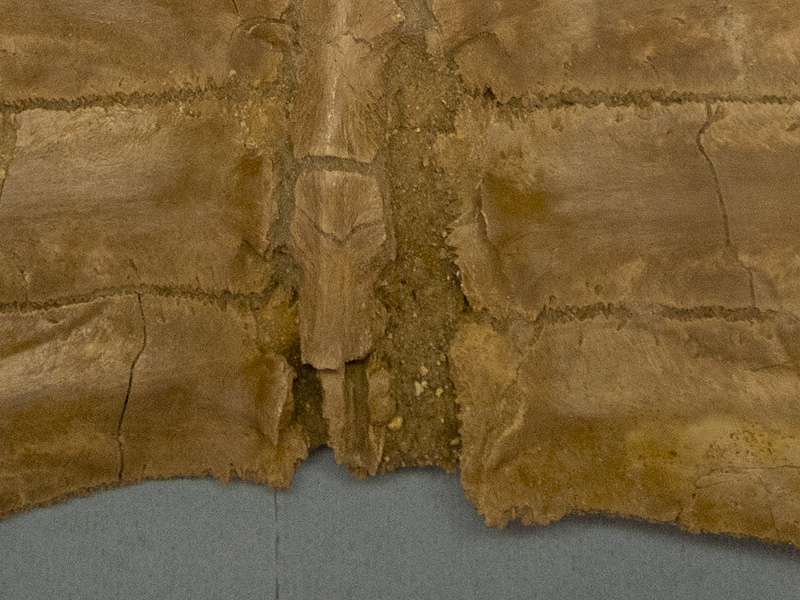 Story of a softshell turtle (Apalone sp.) from start to finish - Fossil ...