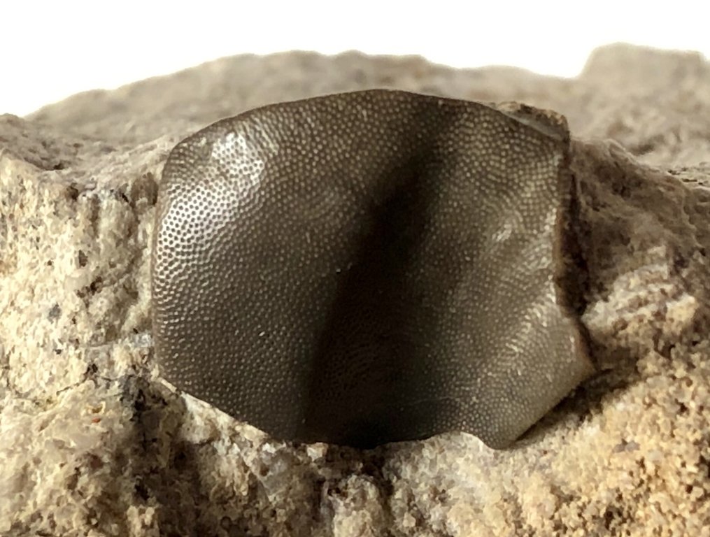 Pink Fossils and Glass - Fossil ID - The Fossil Forum