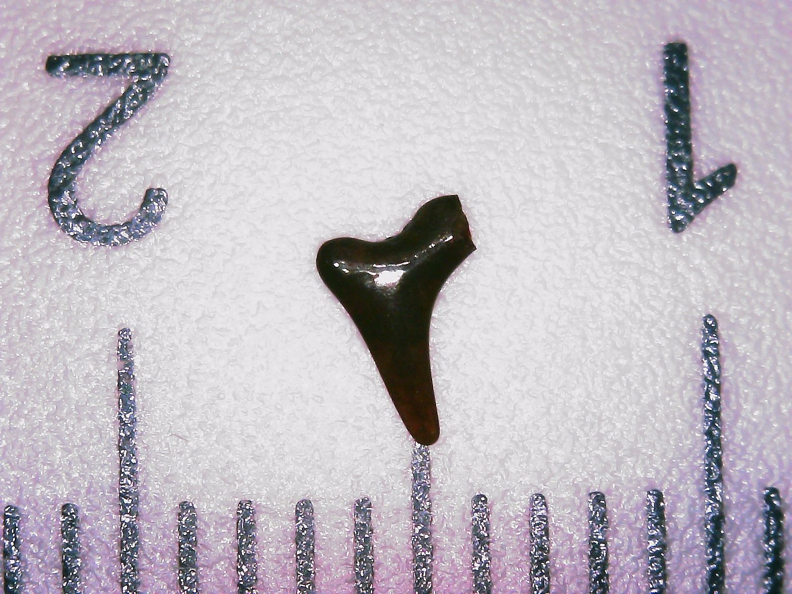 Tooth 15 - Member Collections - The Fossil Forum