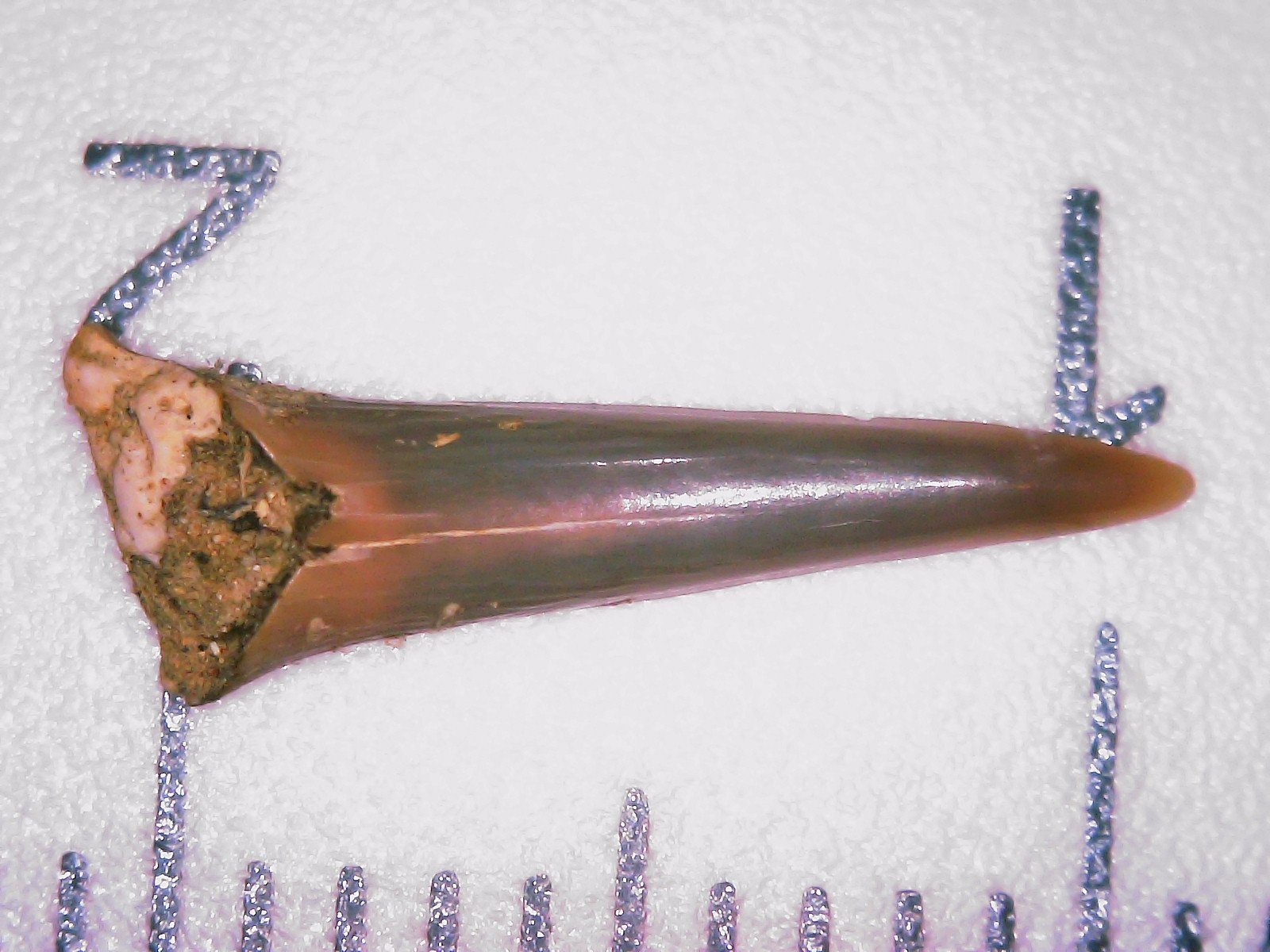 Tooth 25 - Member Collections - The Fossil Forum