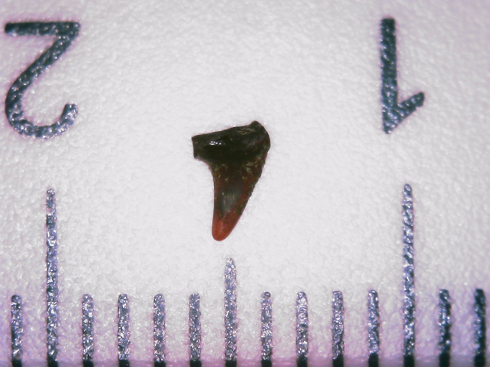 Tooth 27 - Member Collections - The Fossil Forum