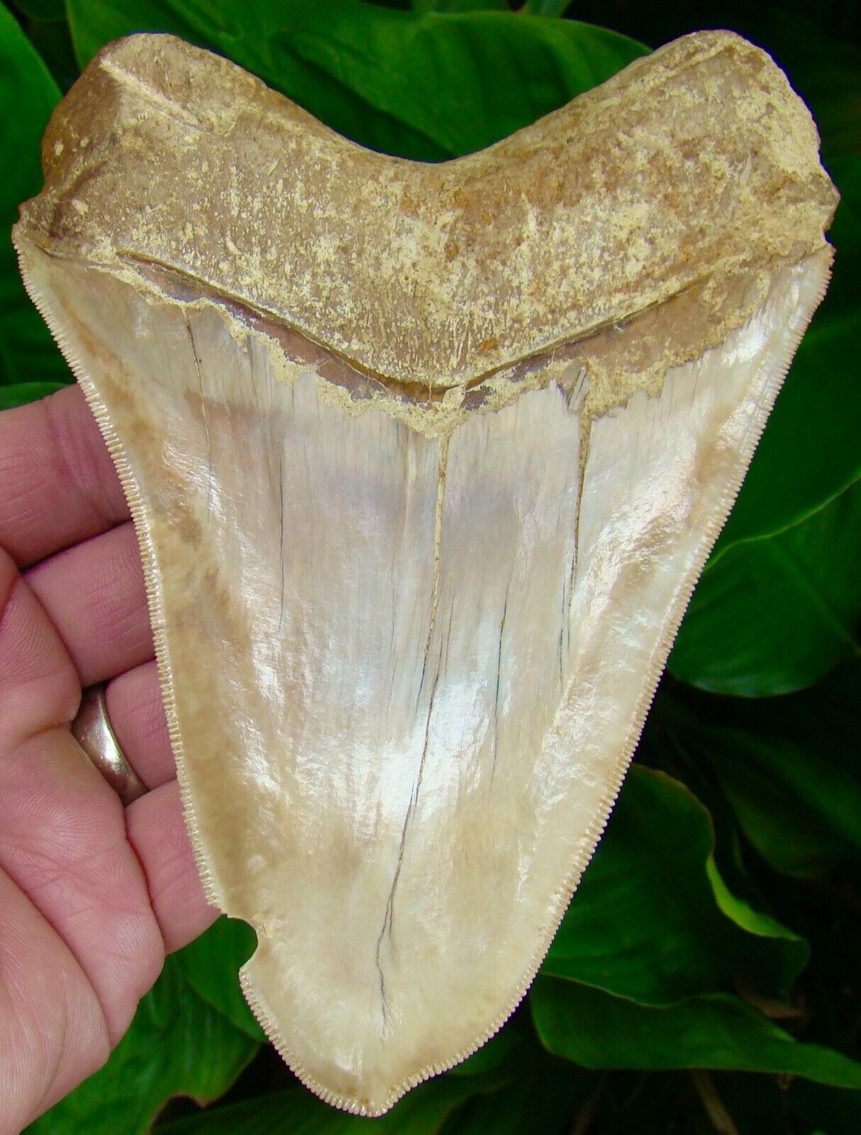 Indonesian Meg tooth, any restoration? - Is It Real? How to Recognize ...