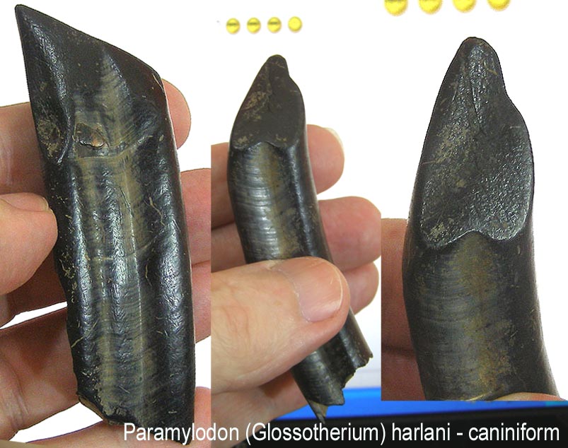 Sloth tooth? - Fossil ID - The Fossil Forum