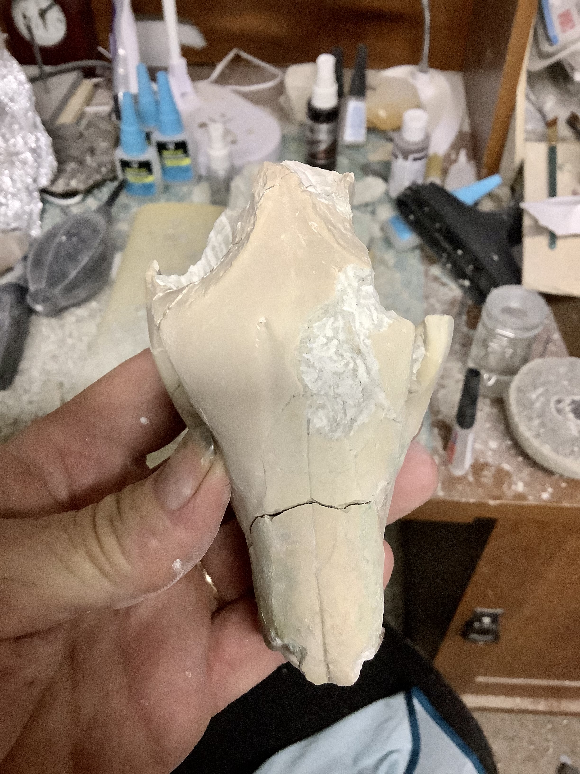 To seal or not to seal; Paraloid preparation - Fossil Preparation - The ...