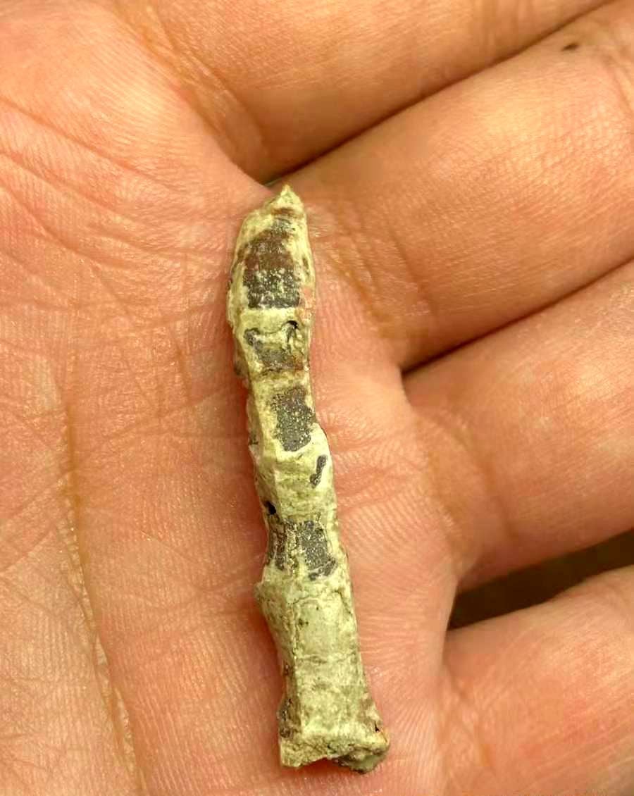 Oviraptor finger fossil? - Fossil ID - The Fossil Forum