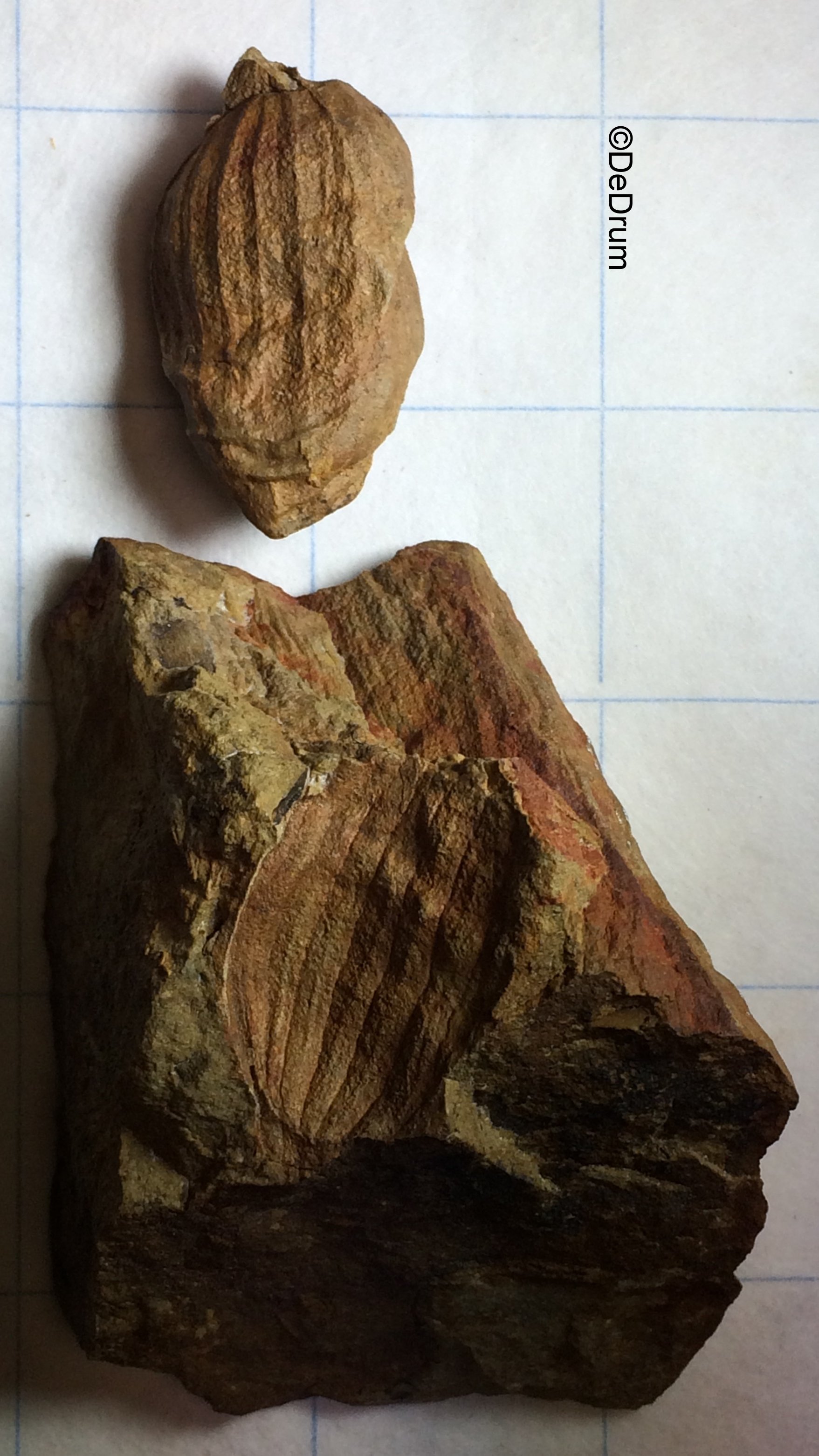 Carboniferous / Pennsylvanian Seed / Spore Pod? - Fossil ID - The ...