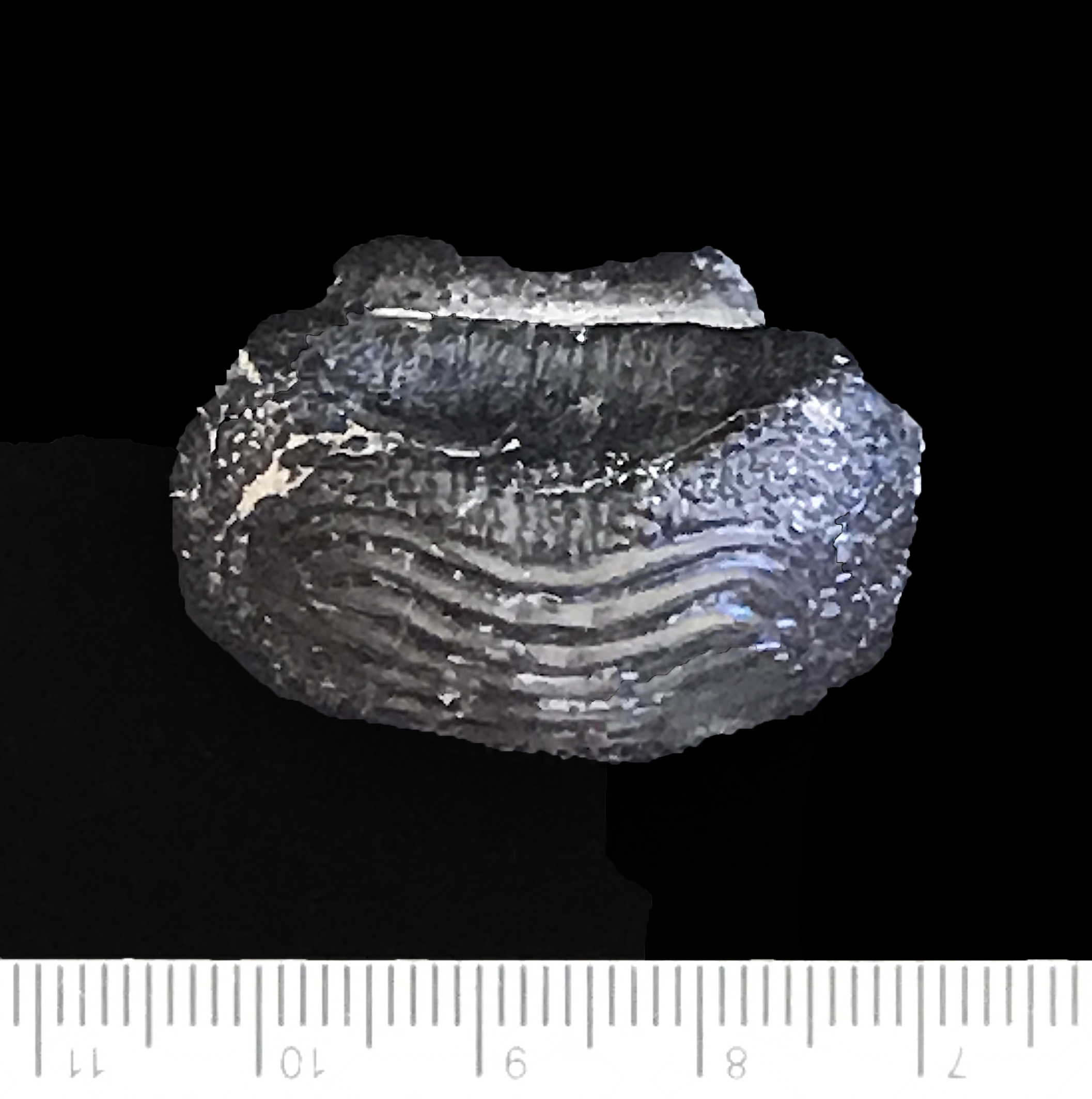 Ptychodus tooth? - Fossil ID - The Fossil Forum
