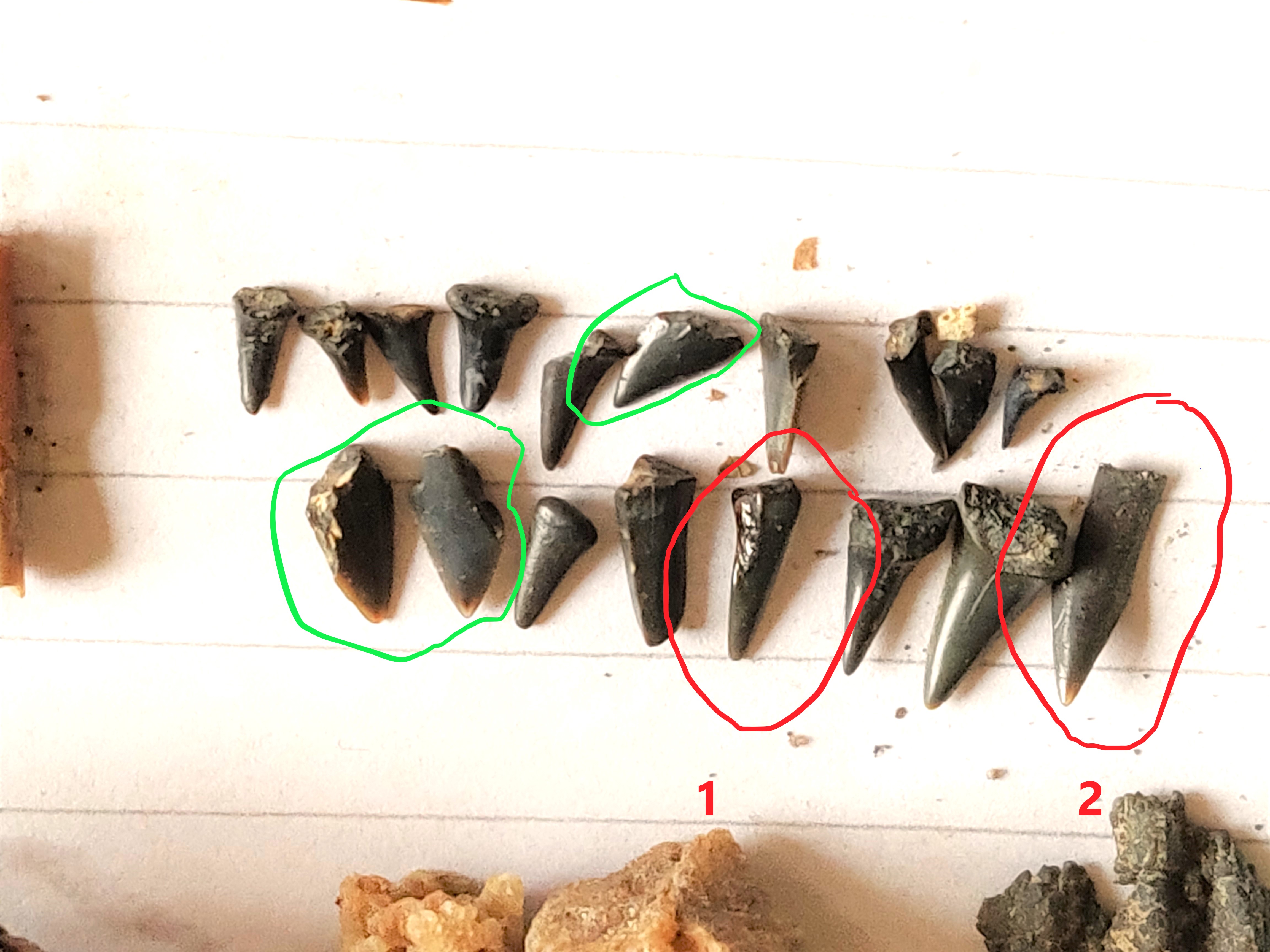Cretaceous of Limburg - Fossil ID - The Fossil Forum