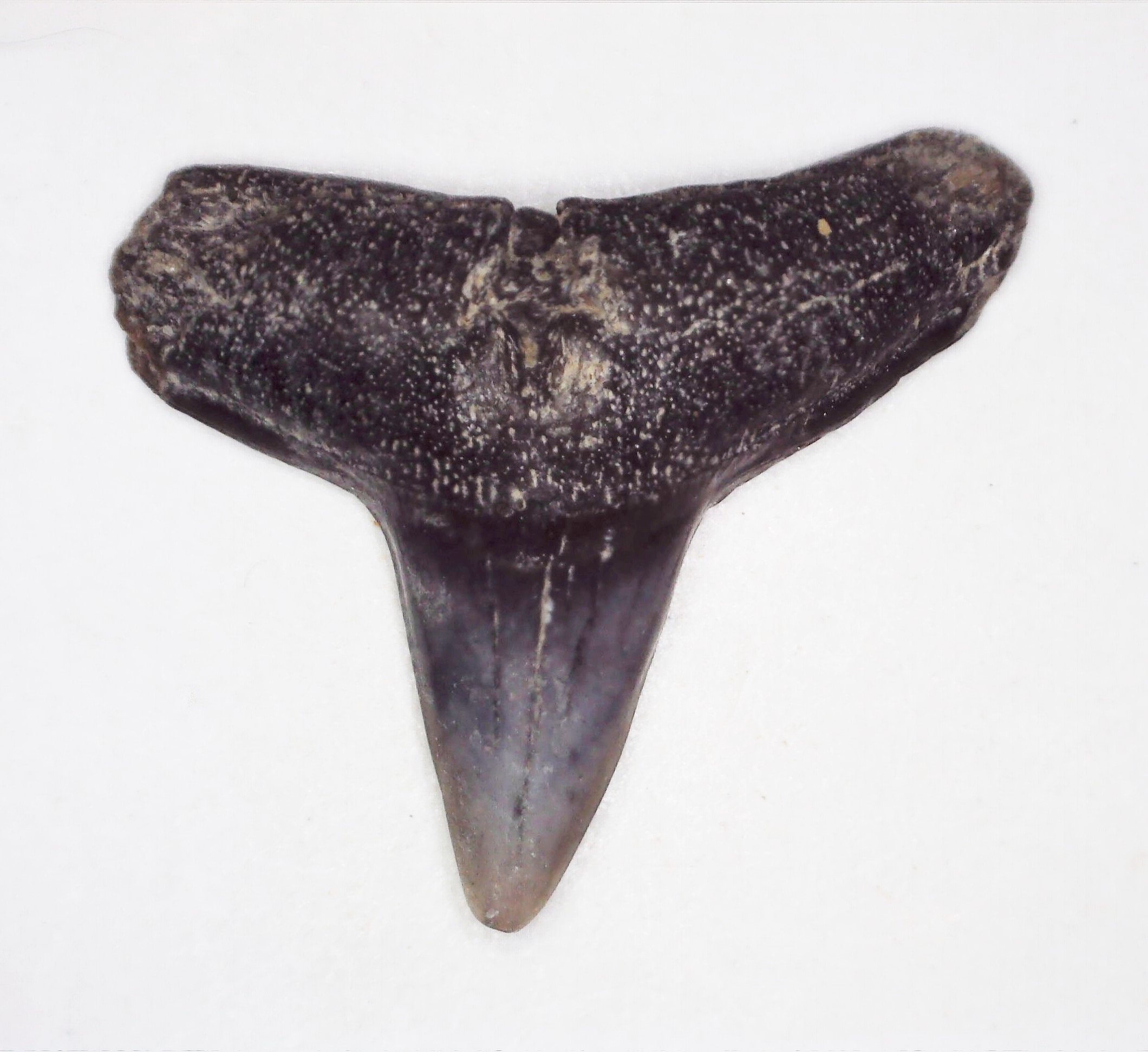 Aurora NC Micro Matrix Shark Teeth ID - Micro-paleontology - The Fossil ...