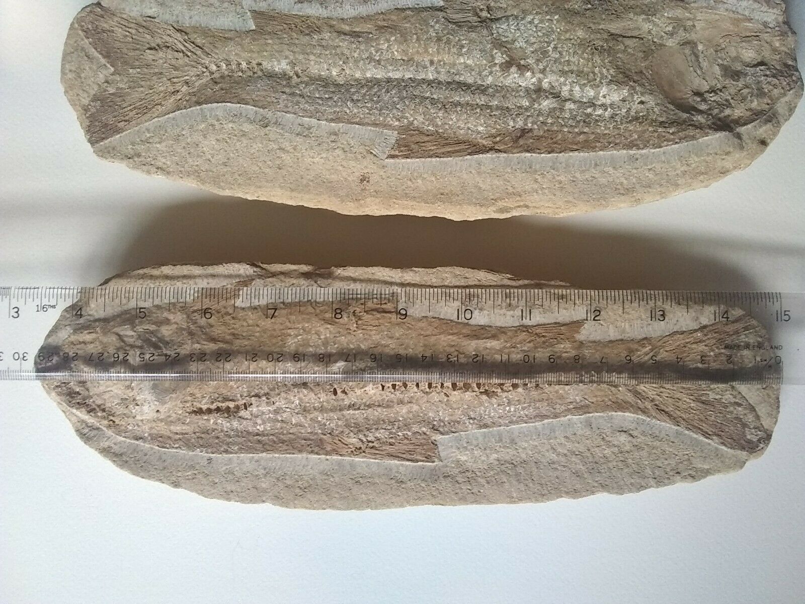 Fossil Fish - Is It Real? How to Recognize Fossil Fabrications - The ...