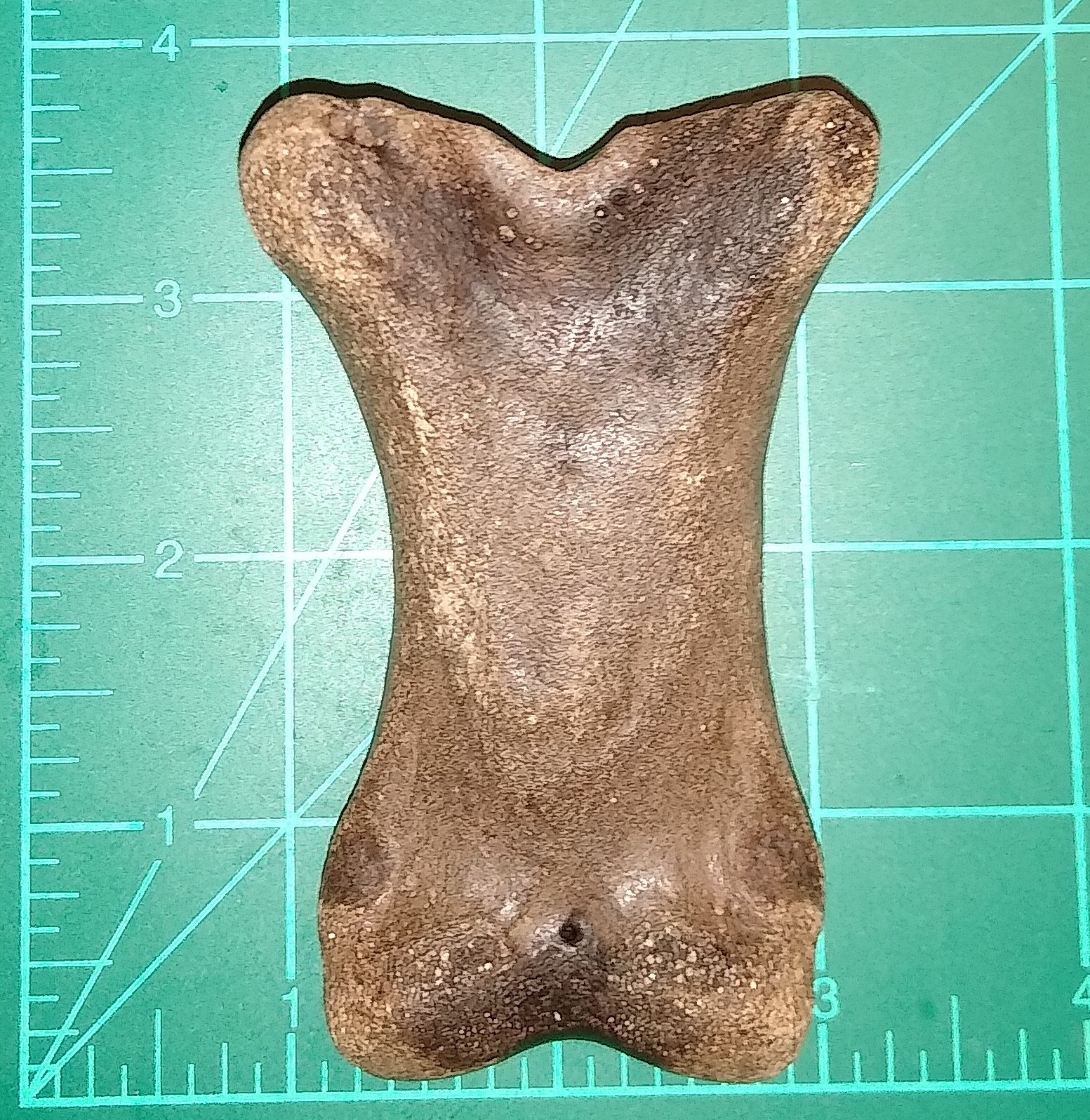 horse toe bones - Member Collections - The Fossil Forum