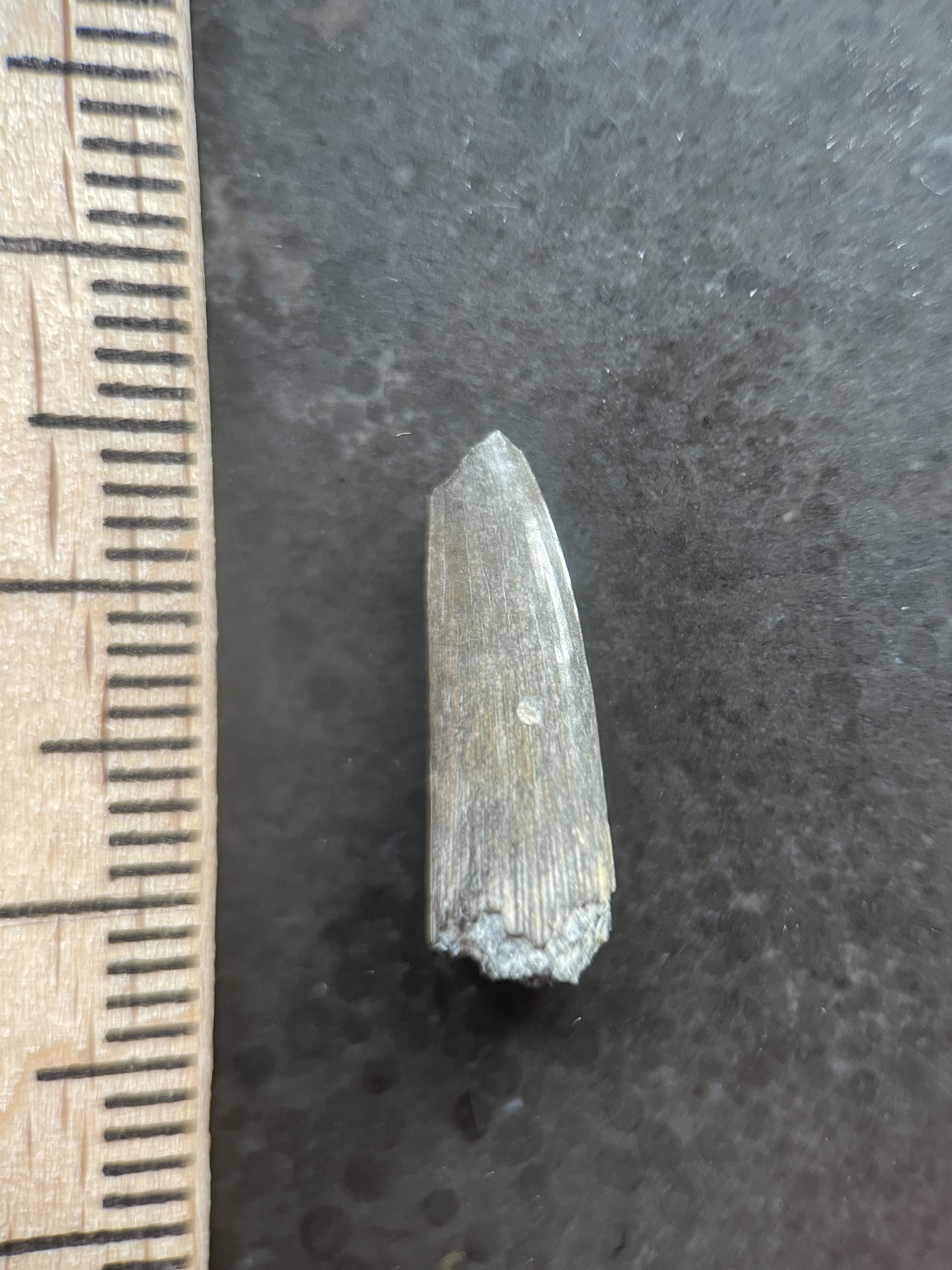 Tooth from Carniol France - Gargasian - Fossil ID - The Fossil Forum