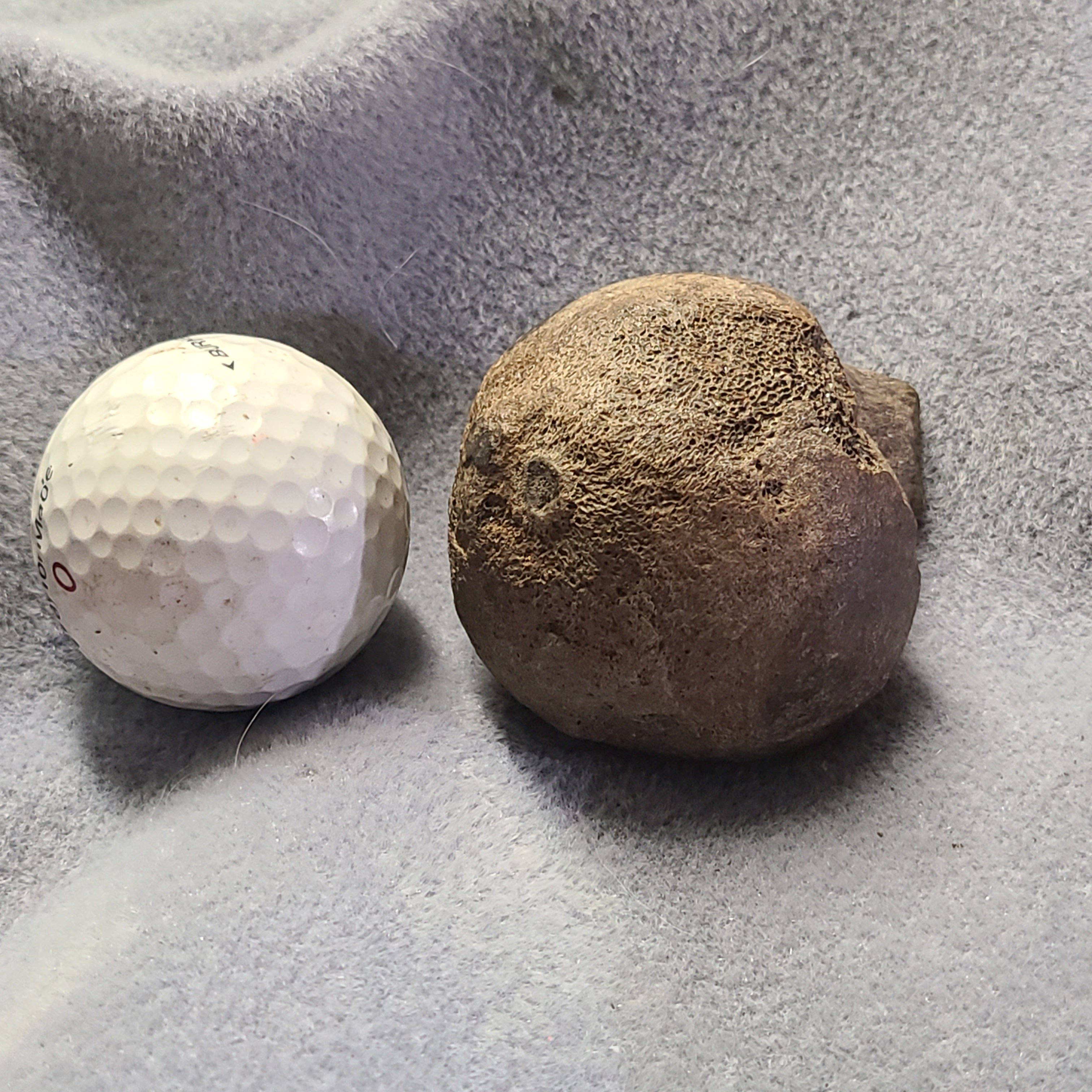 Possible Fossil Ball Joint - Fossil ID - The Fossil Forum