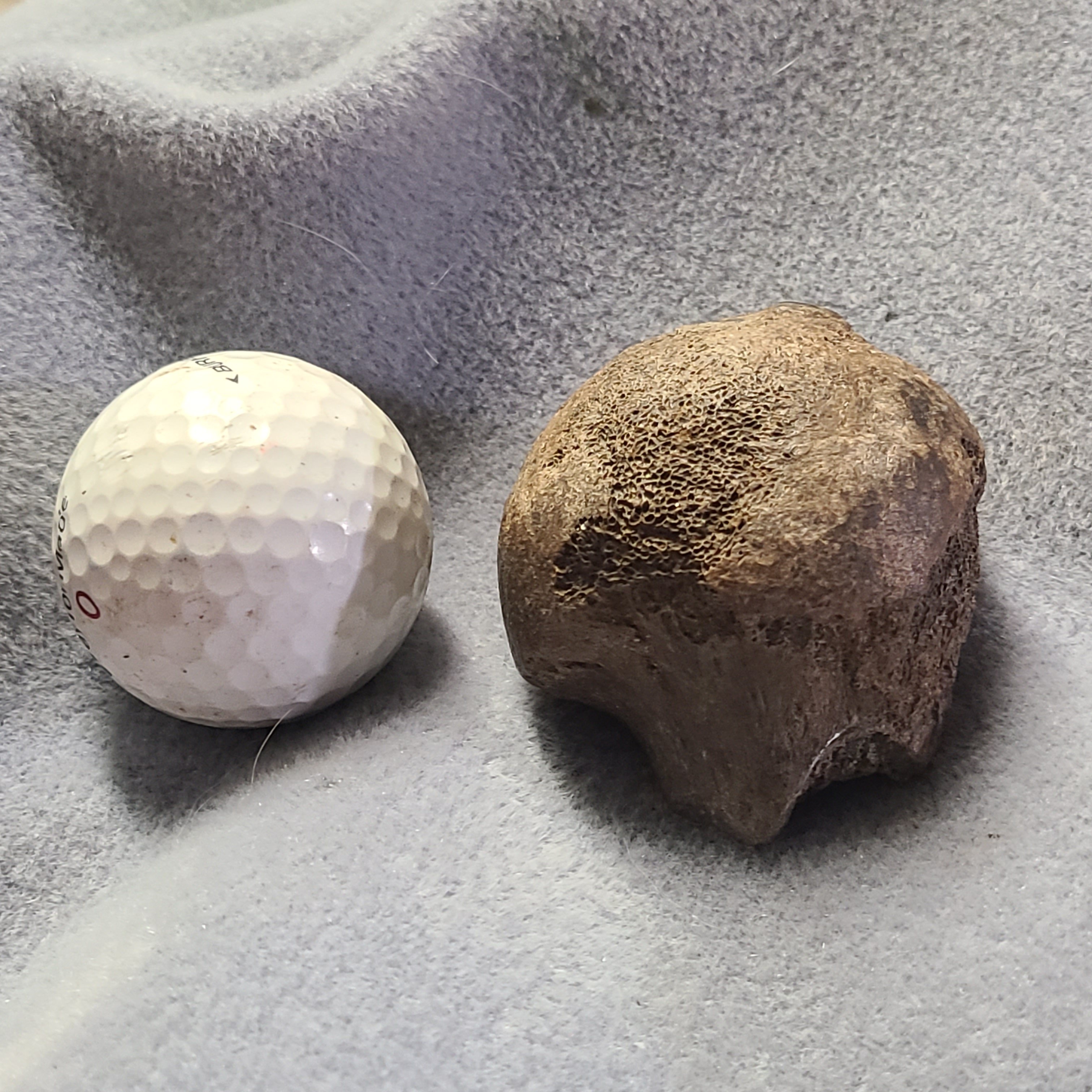 Possible Fossil Ball Joint - Fossil ID - The Fossil Forum