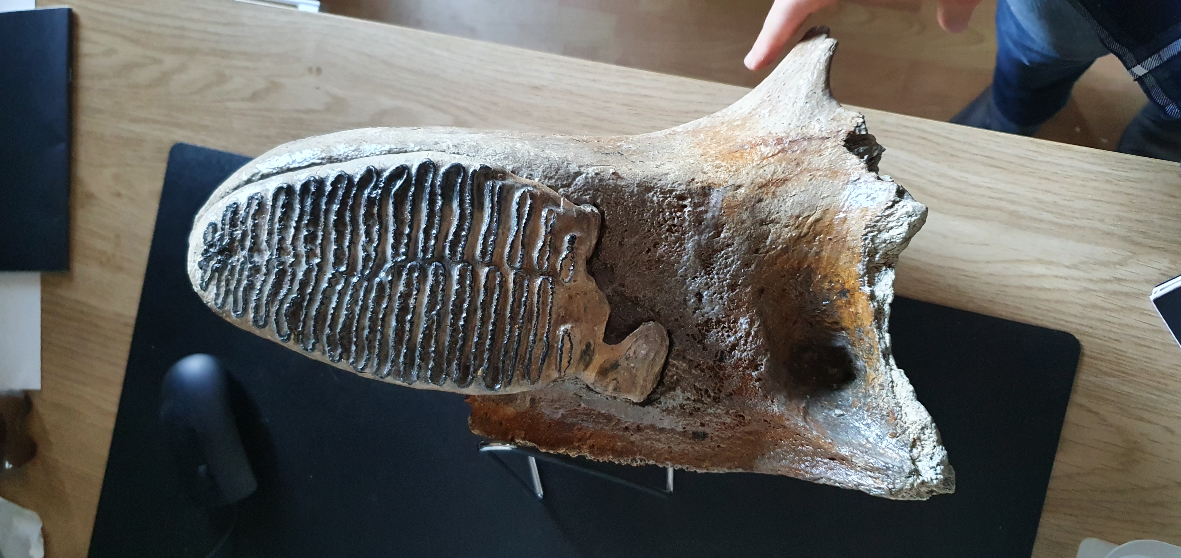 Beautiful Mammoth upper jaw - Member Collections - The Fossil Forum