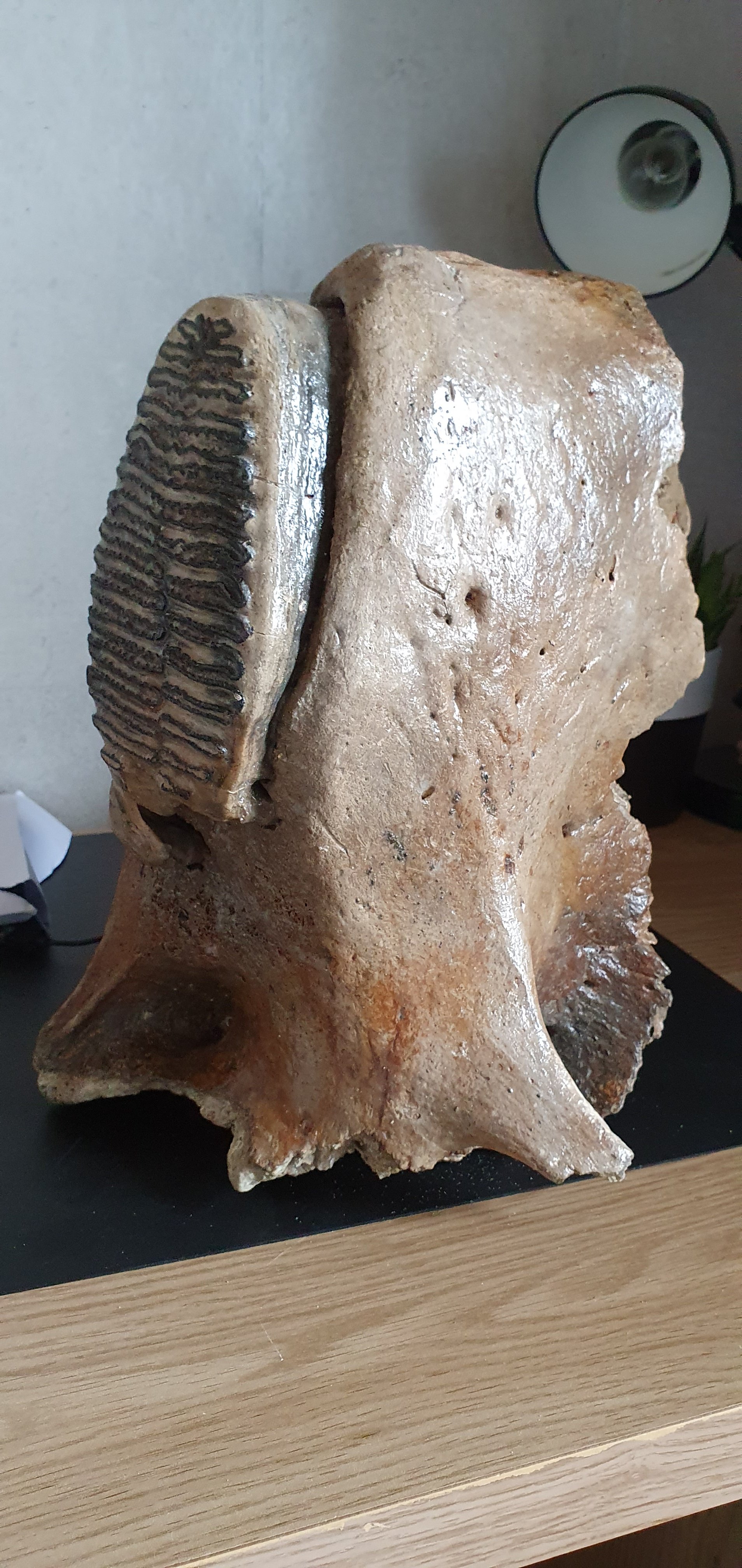Beautiful Mammoth upper jaw - Member Collections - The Fossil Forum