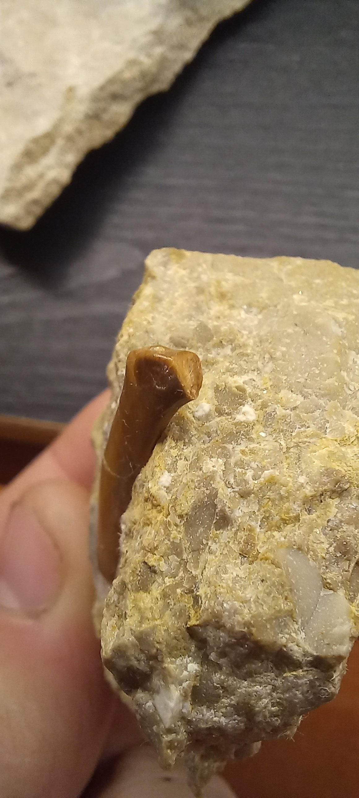 Unknown triassic spine/bone - Fossil ID - The Fossil Forum