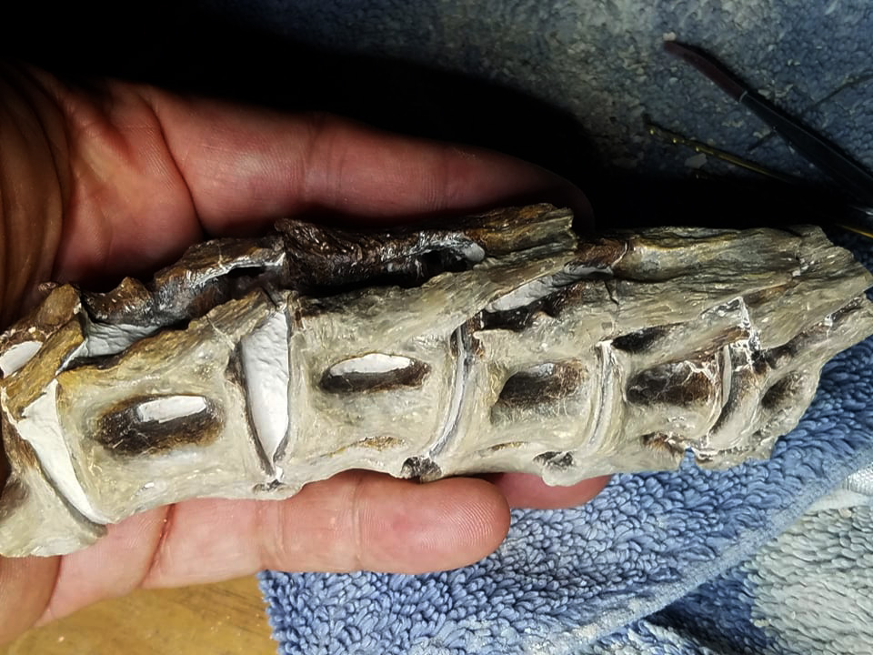 Thunnus sp. - Tuna Vertebrae from Kazakhstan - Fossil Preparation - The ...