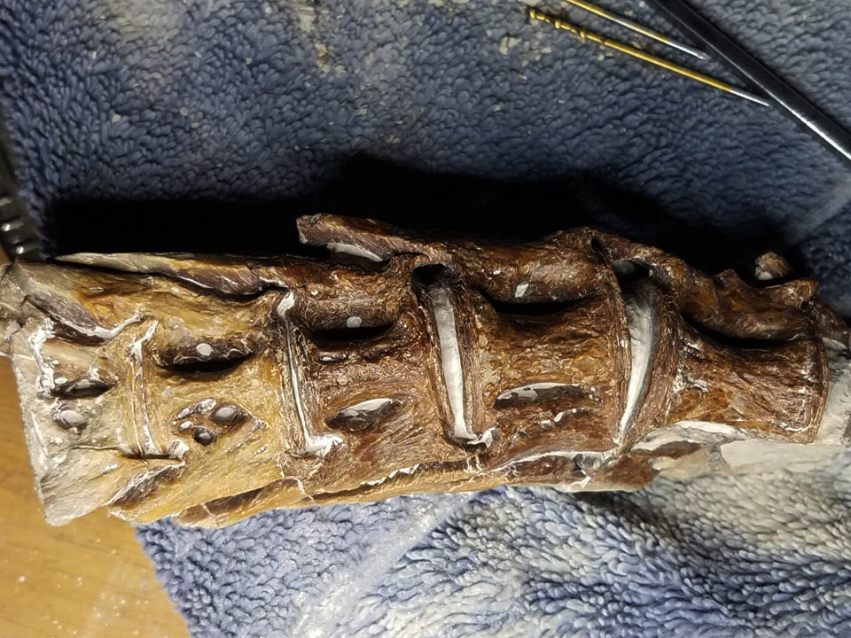 Thunnus sp. - Tuna Vertebrae from Kazakhstan - Fossil Preparation - The ...