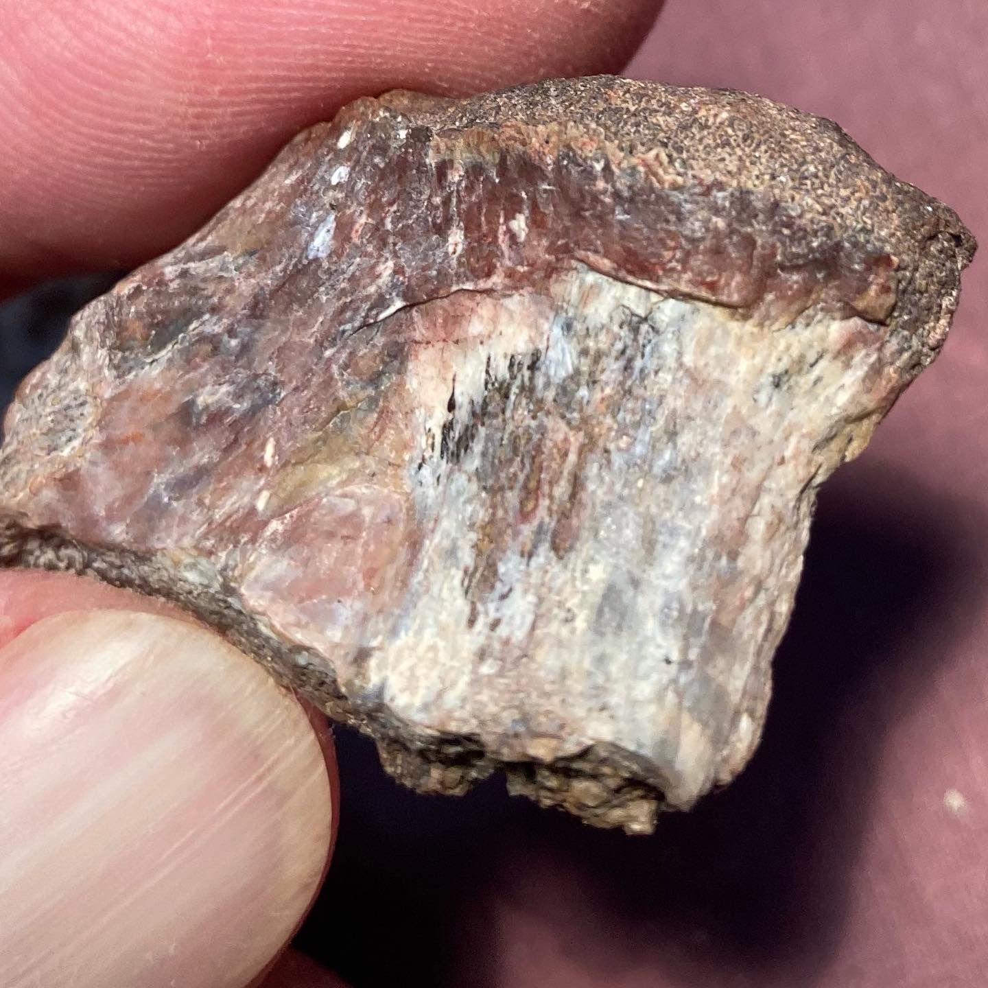 Coprolites - Member Collections - The Fossil Forum