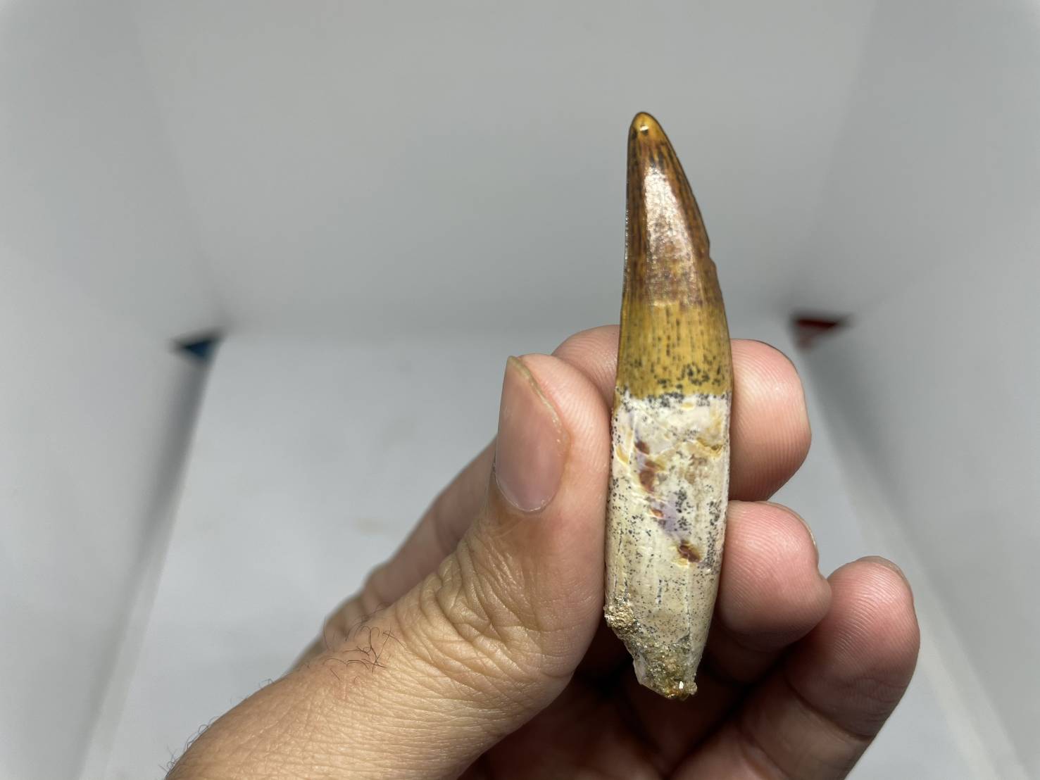 Spinosaur or croc tooth ? - Fossil ID - The Fossil Forum