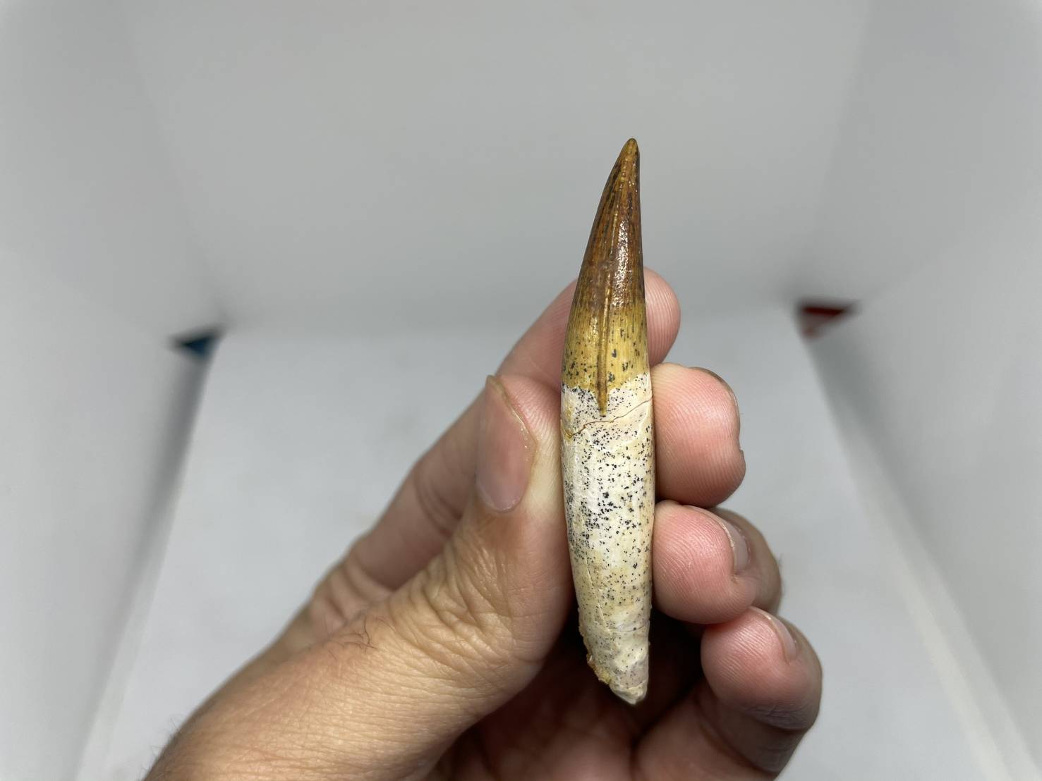 Spinosaur or croc tooth ? - Fossil ID - The Fossil Forum