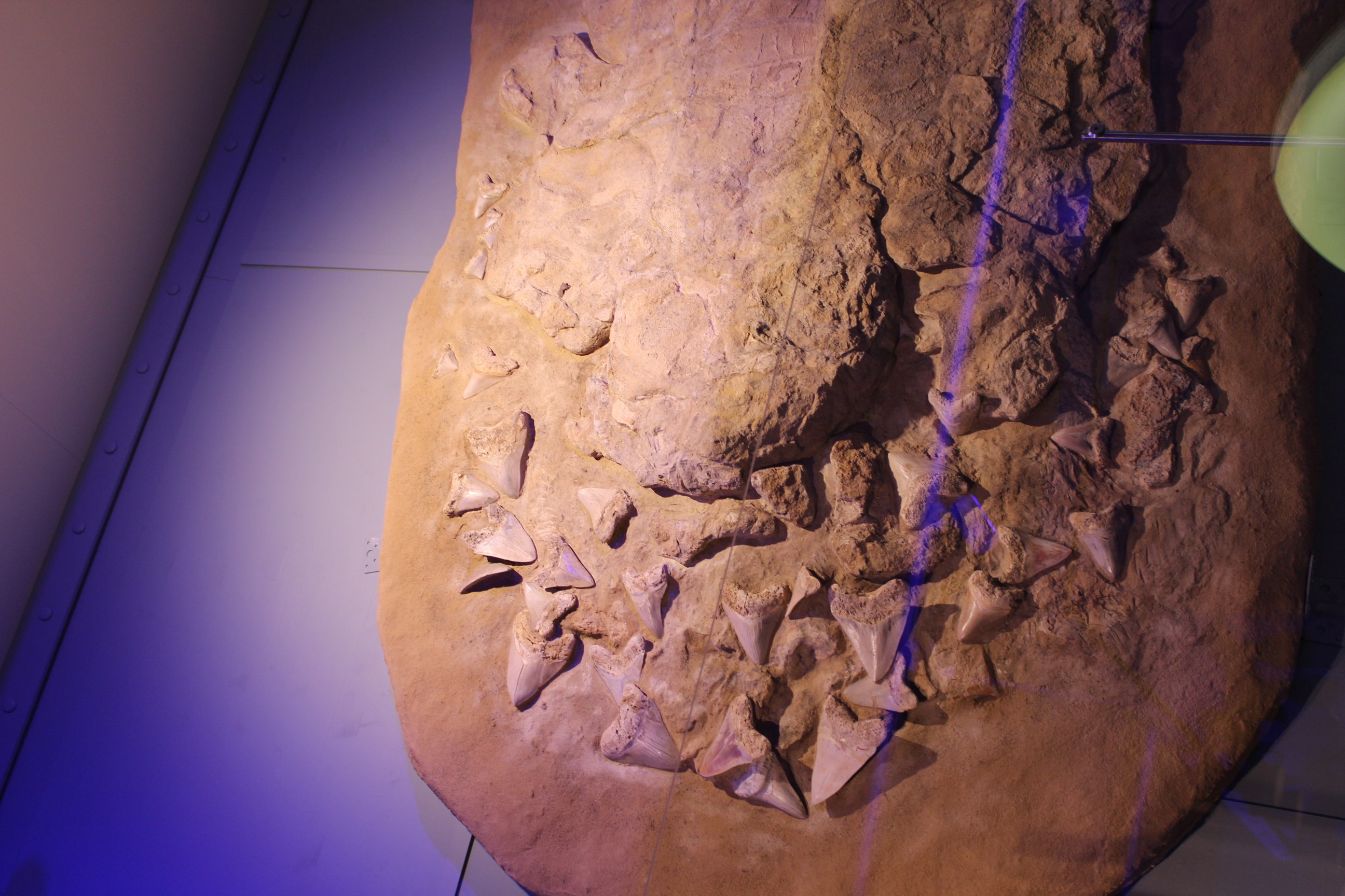Fish tooth from the Triassic of Bulgaria, Anisian - Fossil ID - The ...