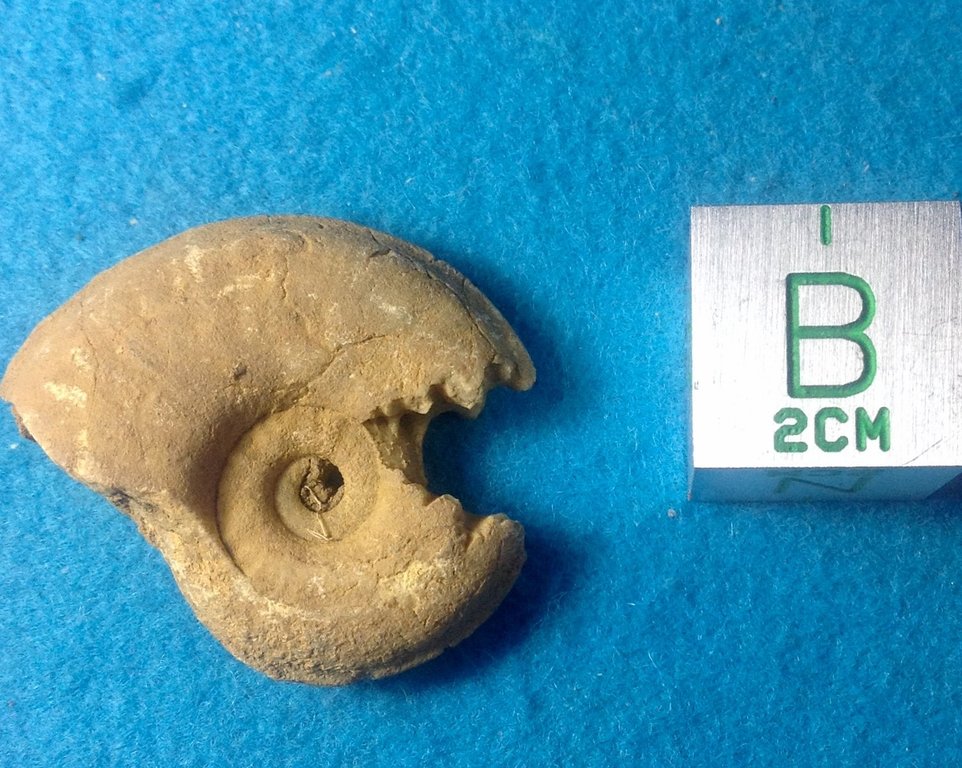 Show us Your Scary Fossils! - General Fossil Discussion - The Fossil Forum