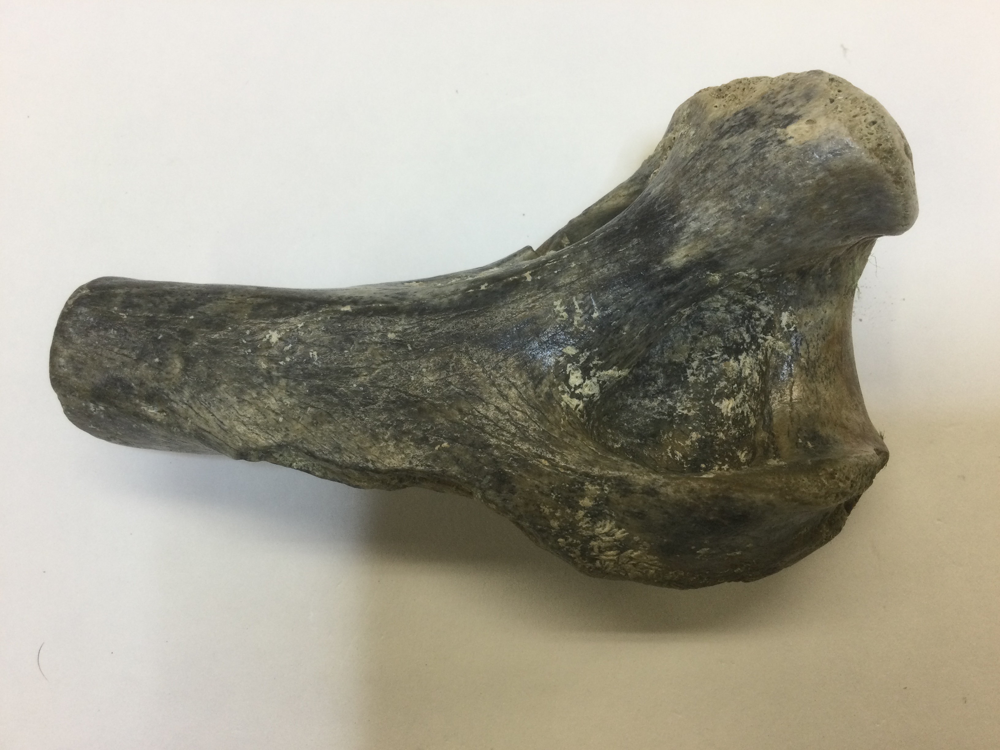 Unusual leg bone ID help - Fossil ID - The Fossil Forum