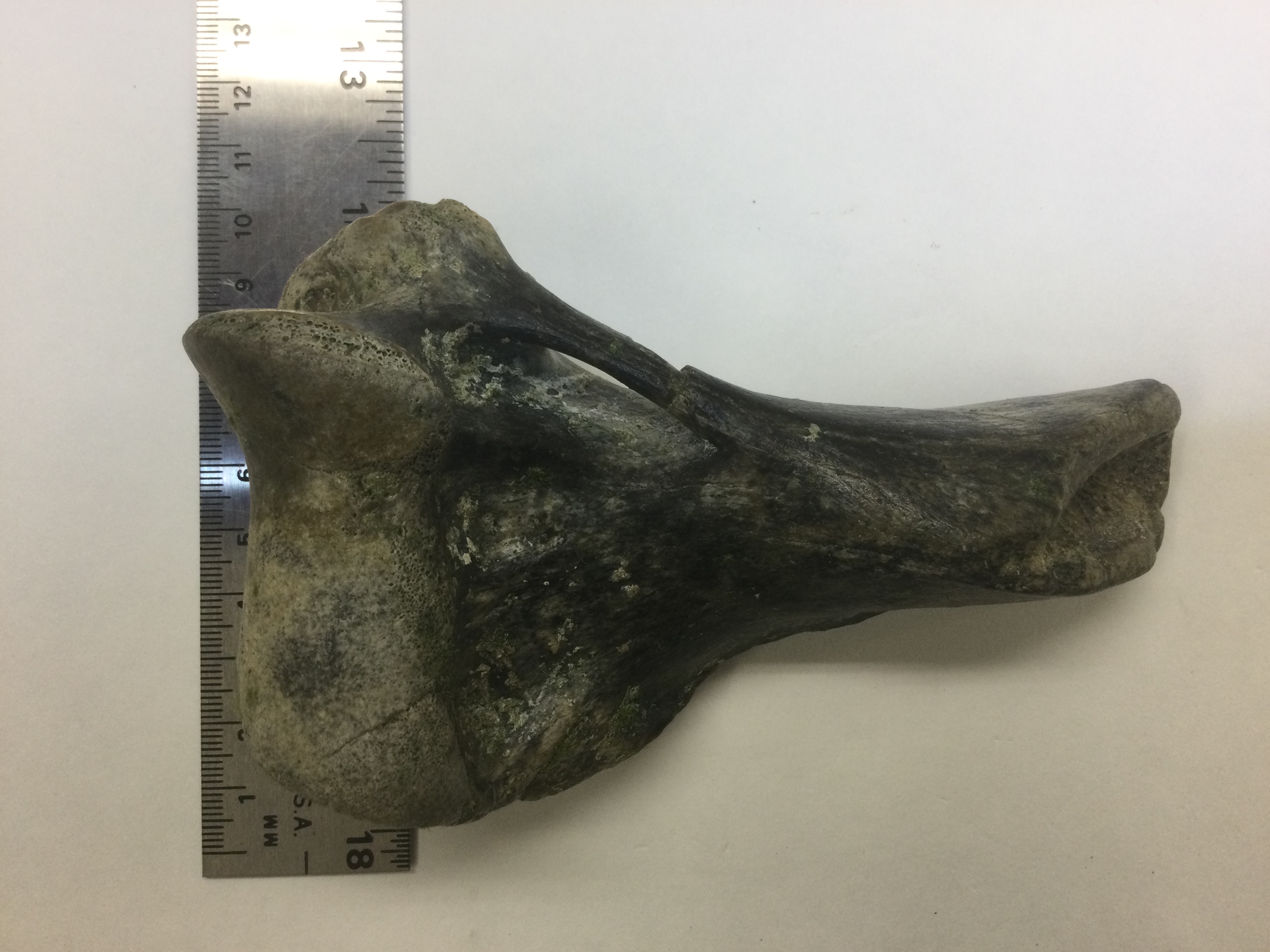 Unusual leg bone ID help - Fossil ID - The Fossil Forum