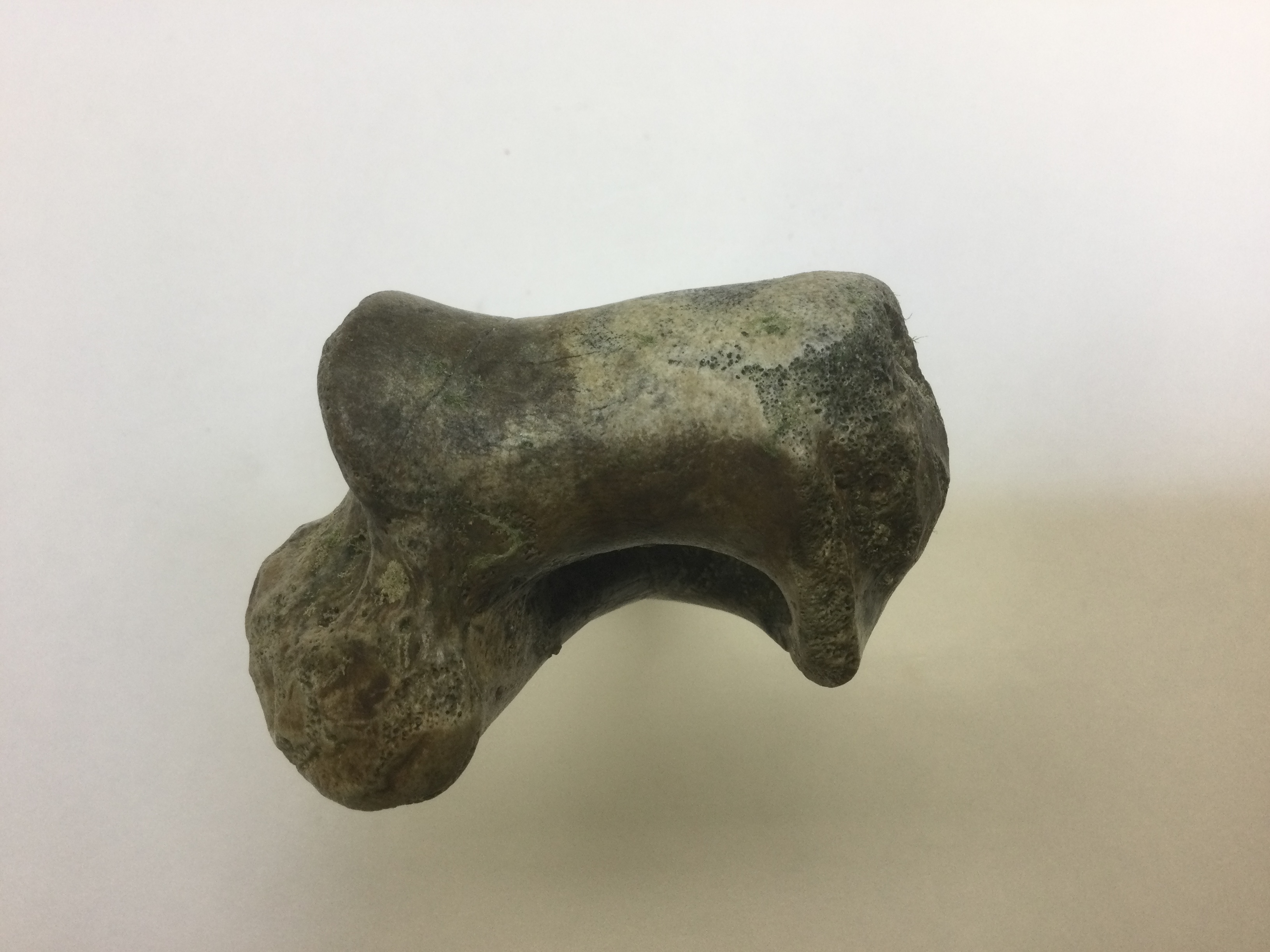 Unusual leg bone ID help - Fossil ID - The Fossil Forum