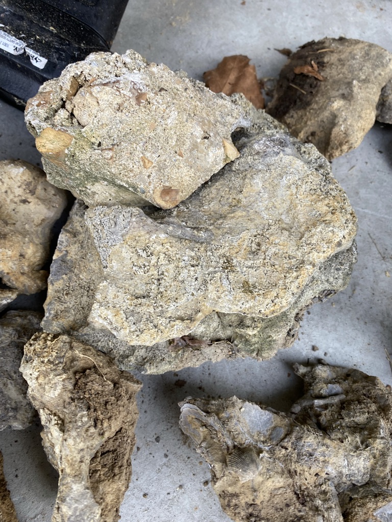 Is this bone or rock? Also is this a fish armor plate or anything else ...